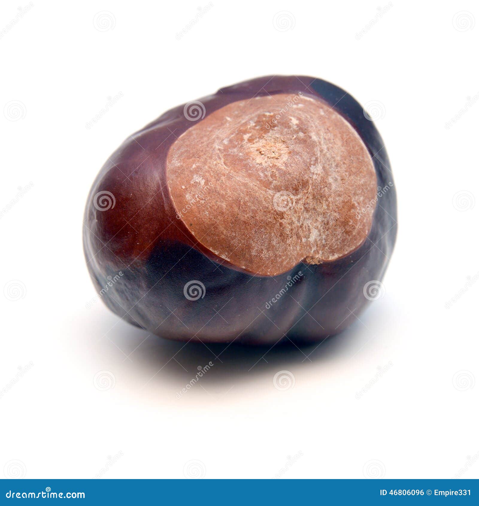 Chestnut stock photo. Image of white, seed, chestnuts - 46806096
