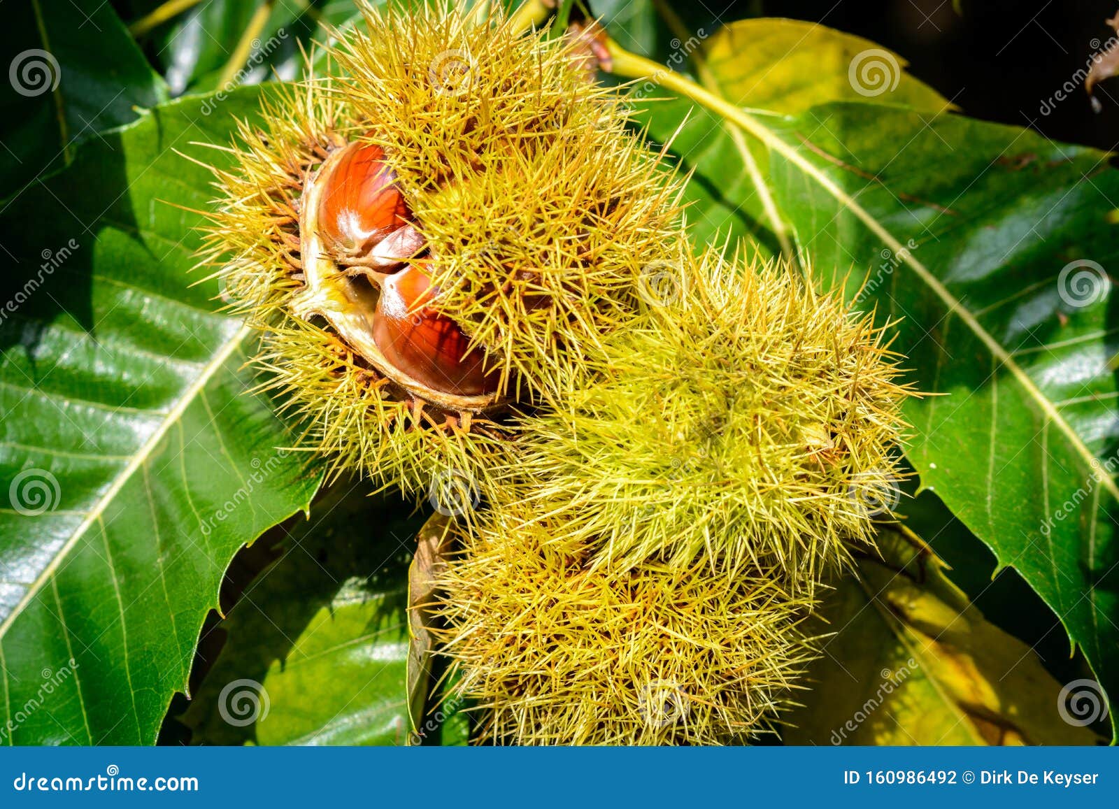 Chestnut Opening on Tree Castanea Sativa Stock Photo - Image of outdoor ...