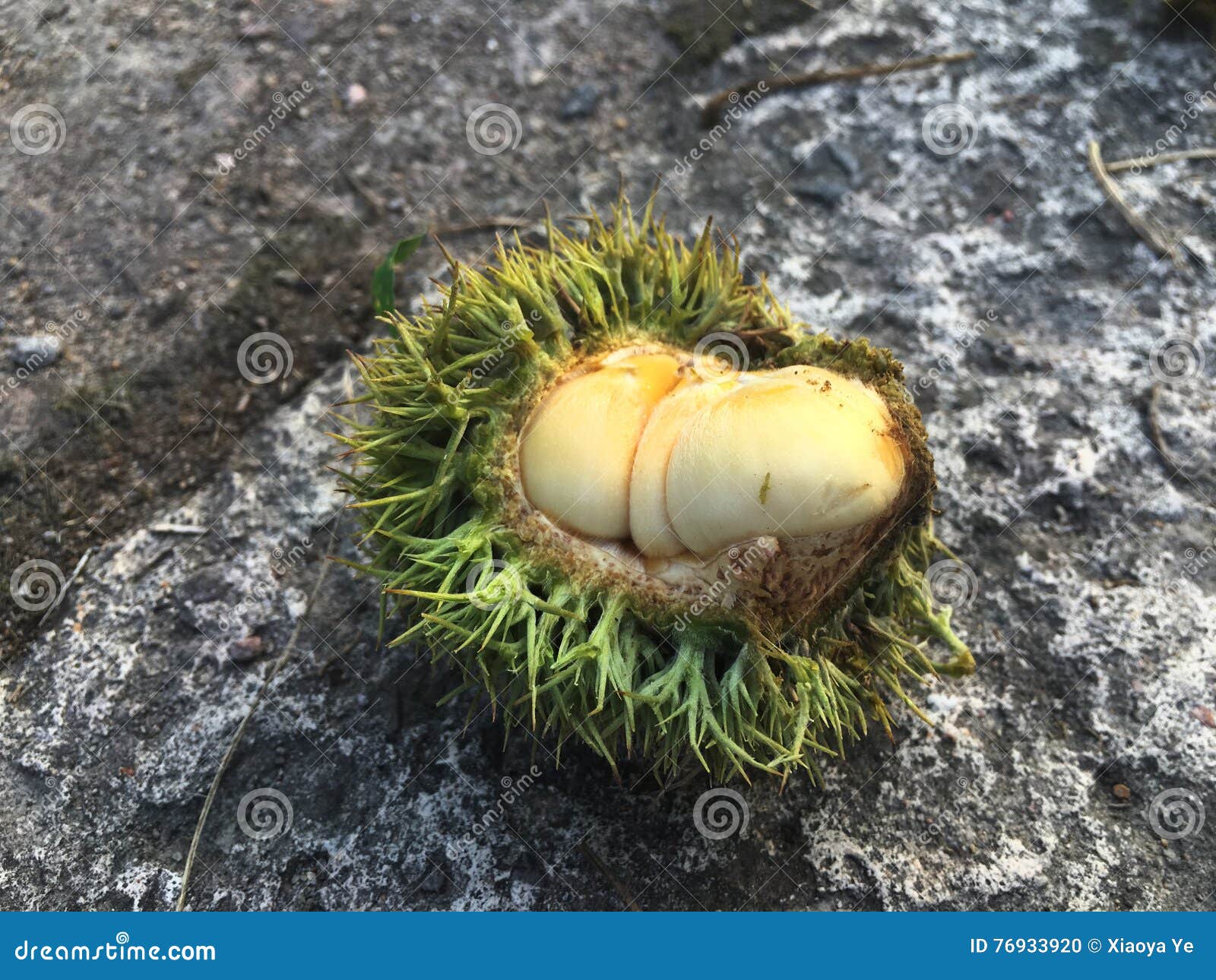 Chestnut out of shell stock photo. Image of pricking - 76933920