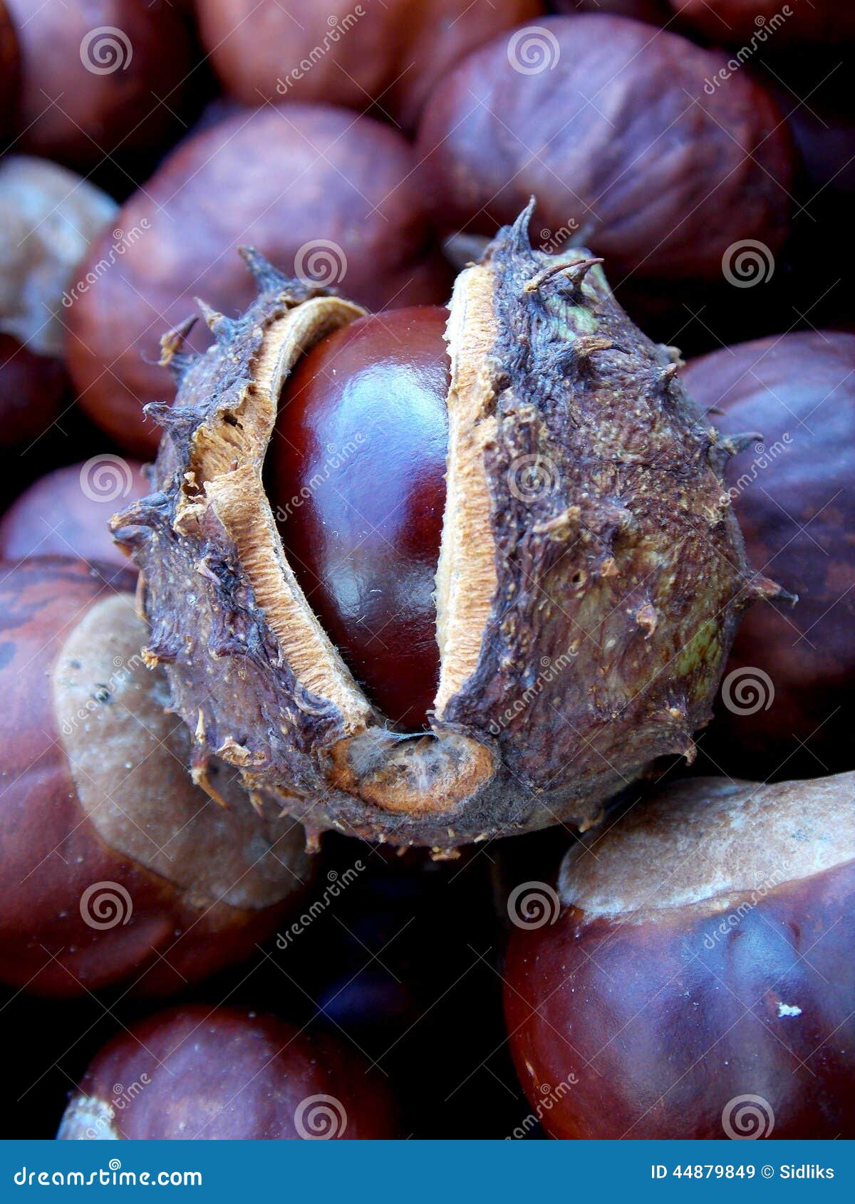 Chestnut stock image. Image of fruit, dark, peel, chestnut - 44879849
