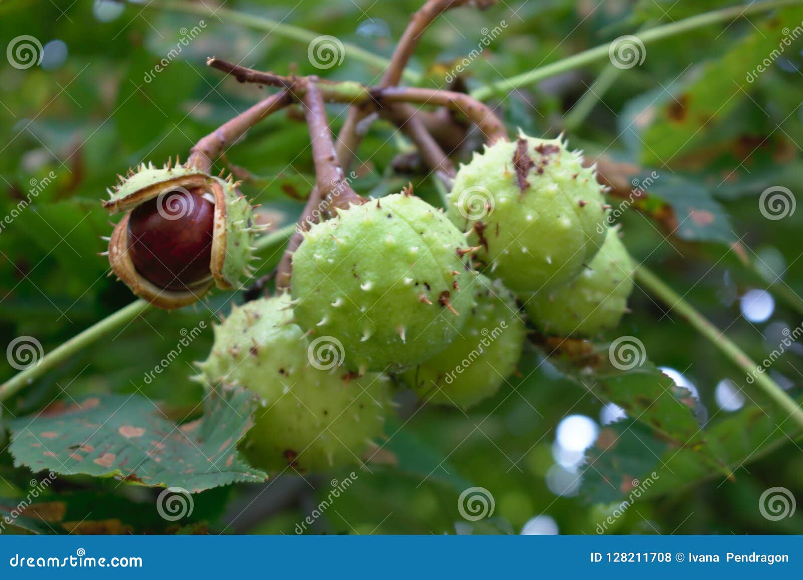 Chestnut Pods Stock Photos - Download 52 Royalty Free Photos