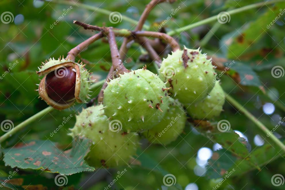 Chestnut Pods stock photo. Image of fall, tree, closeup - 128211708