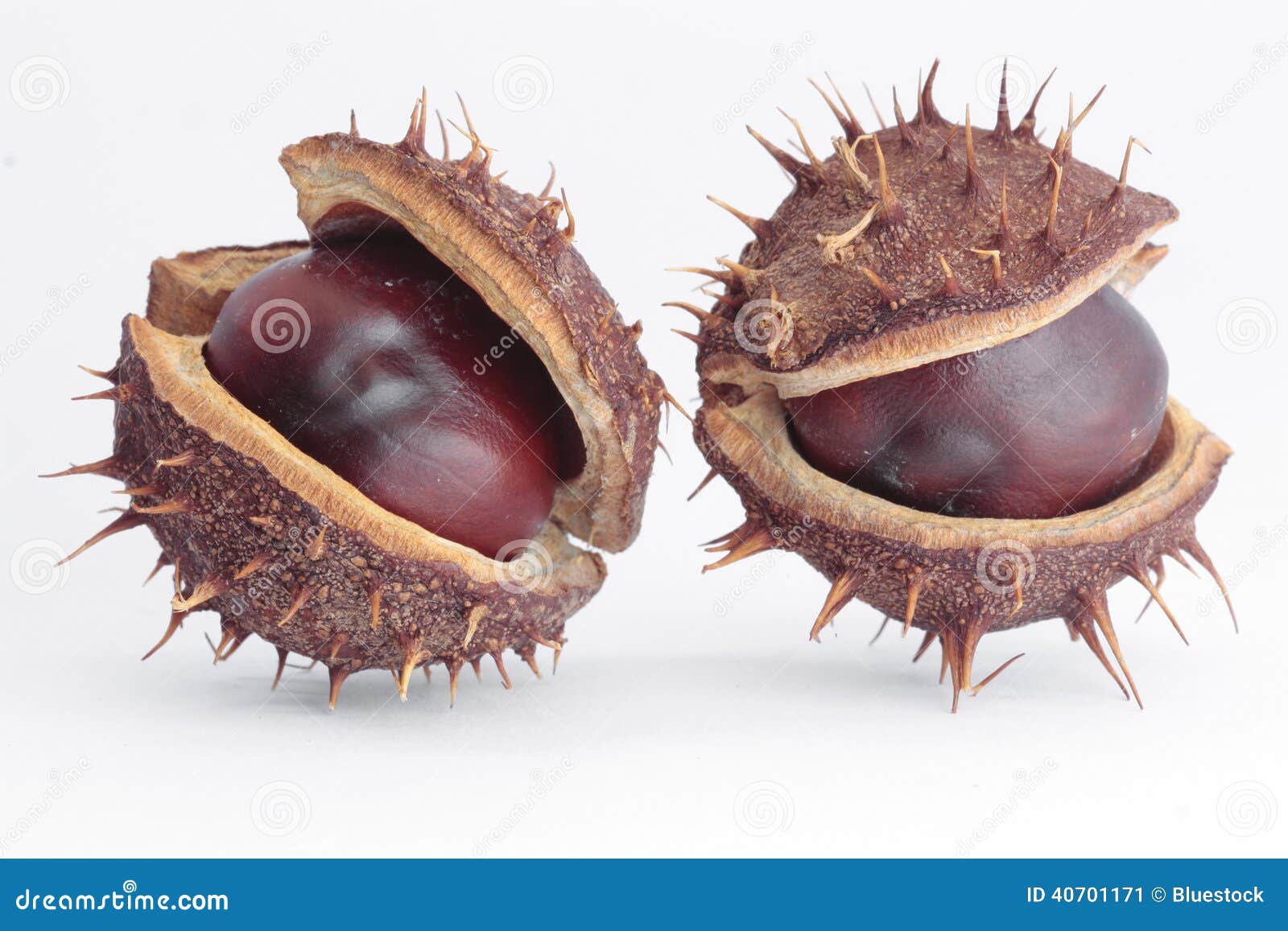 Chestnut pods stock image. Image of detail, prickly, tree - 40701171