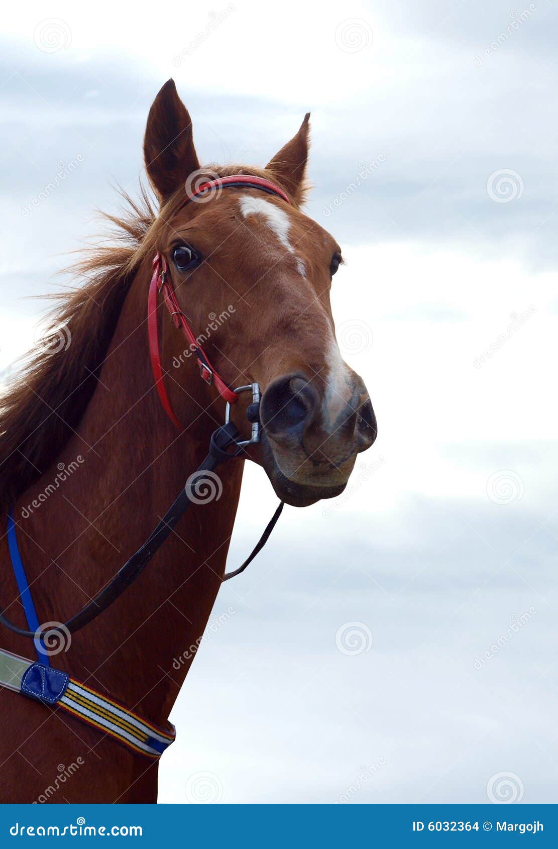 Chestnut racehorse stock photo. Image of sport, determination - 6032364