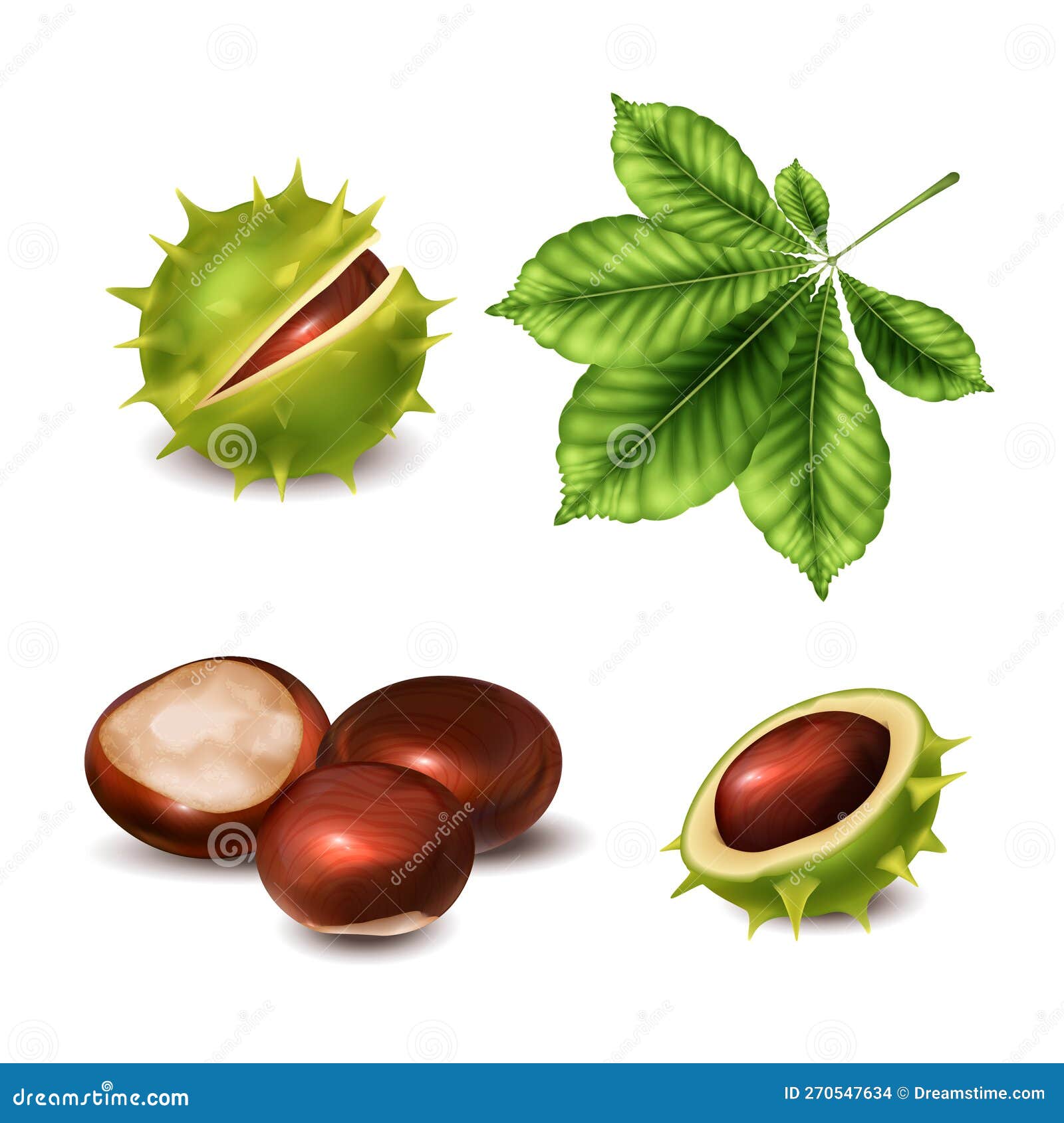 Chestnut Realistic Plant Set Stock Vector - Illustration of nature ...