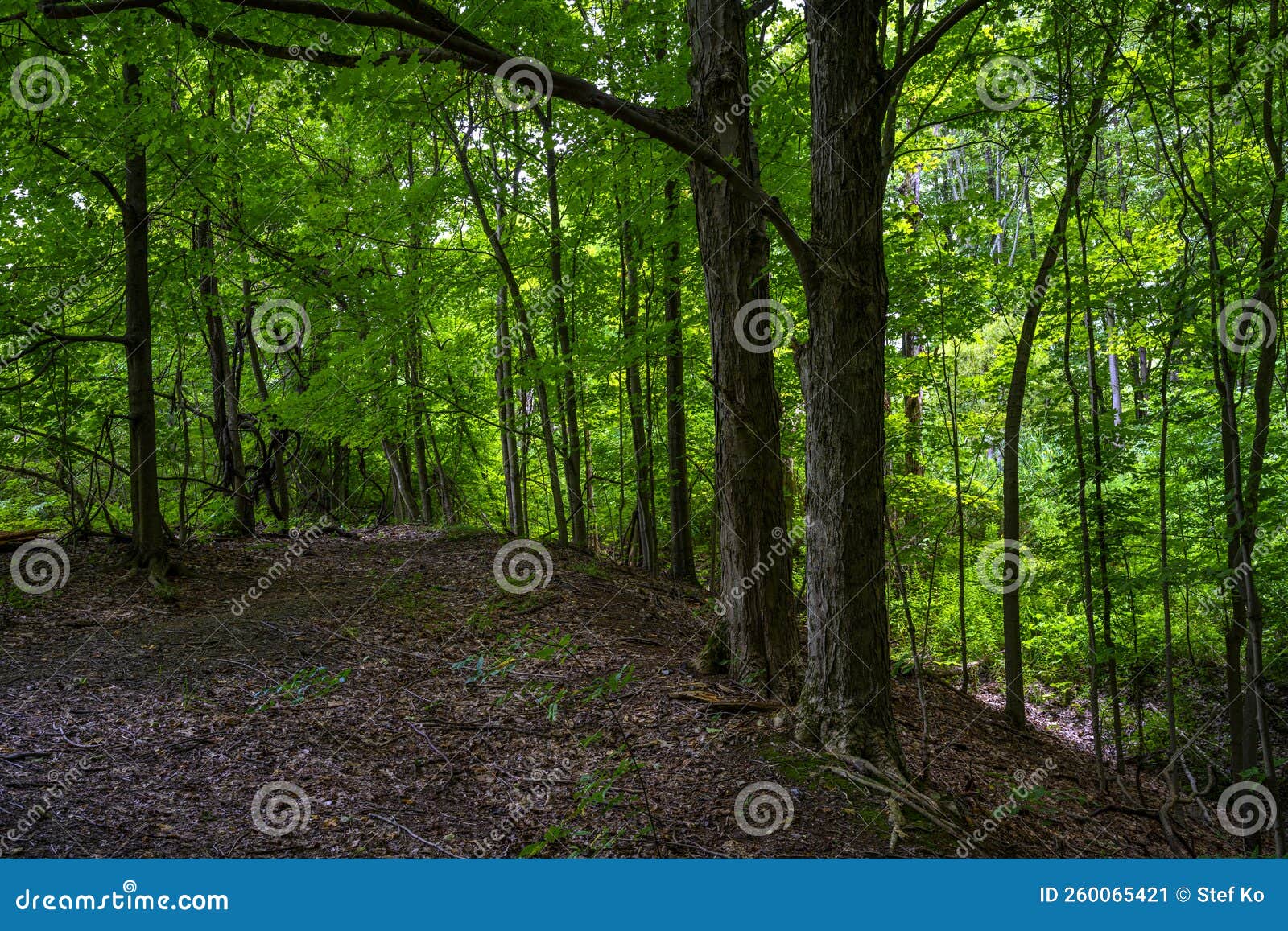 Chestnut Ridge Park Eternal Flame Falls Stock Image - Image of ...