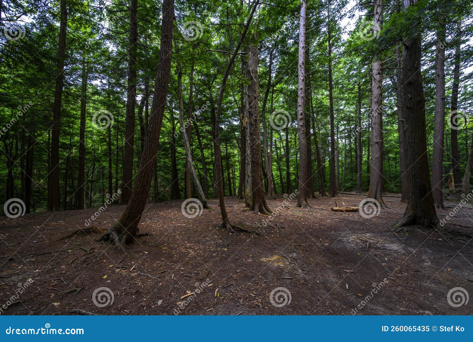 Chestnut Ridge Park Eternal Flame Falls Stock Image - Image of ridge ...