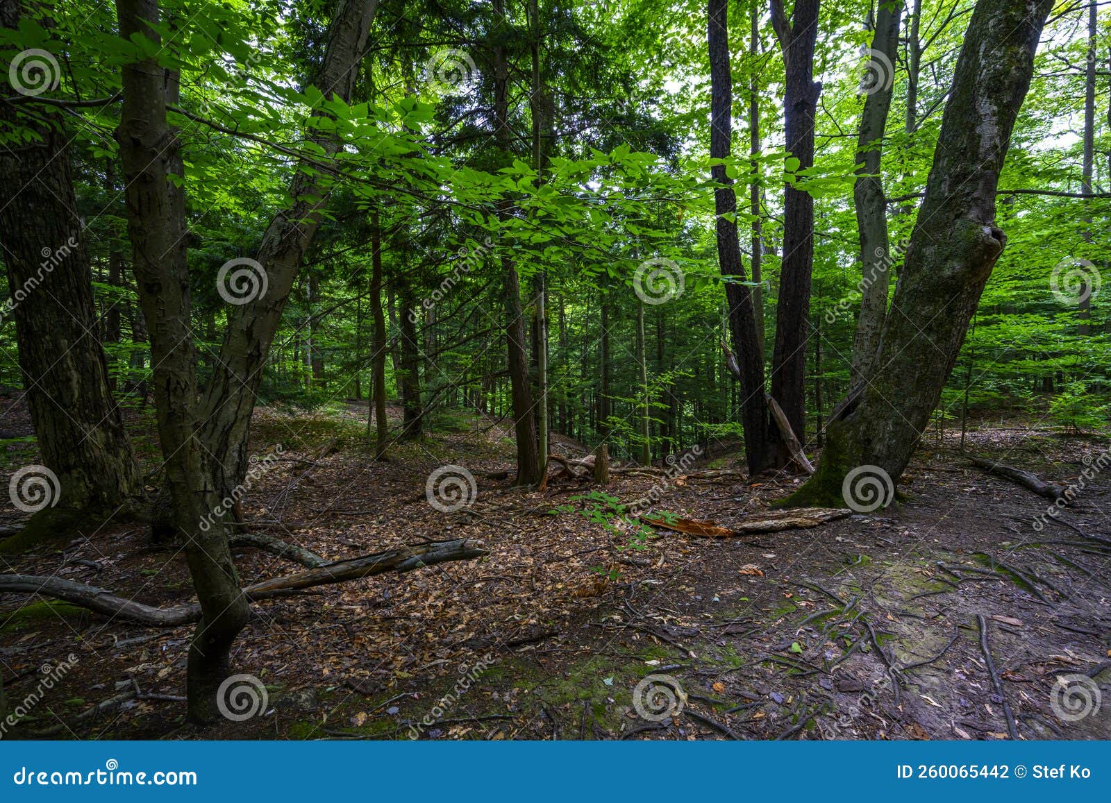 Chestnut Ridge Park Eternal Flame Falls Stock Photo - Image of chestnut ...