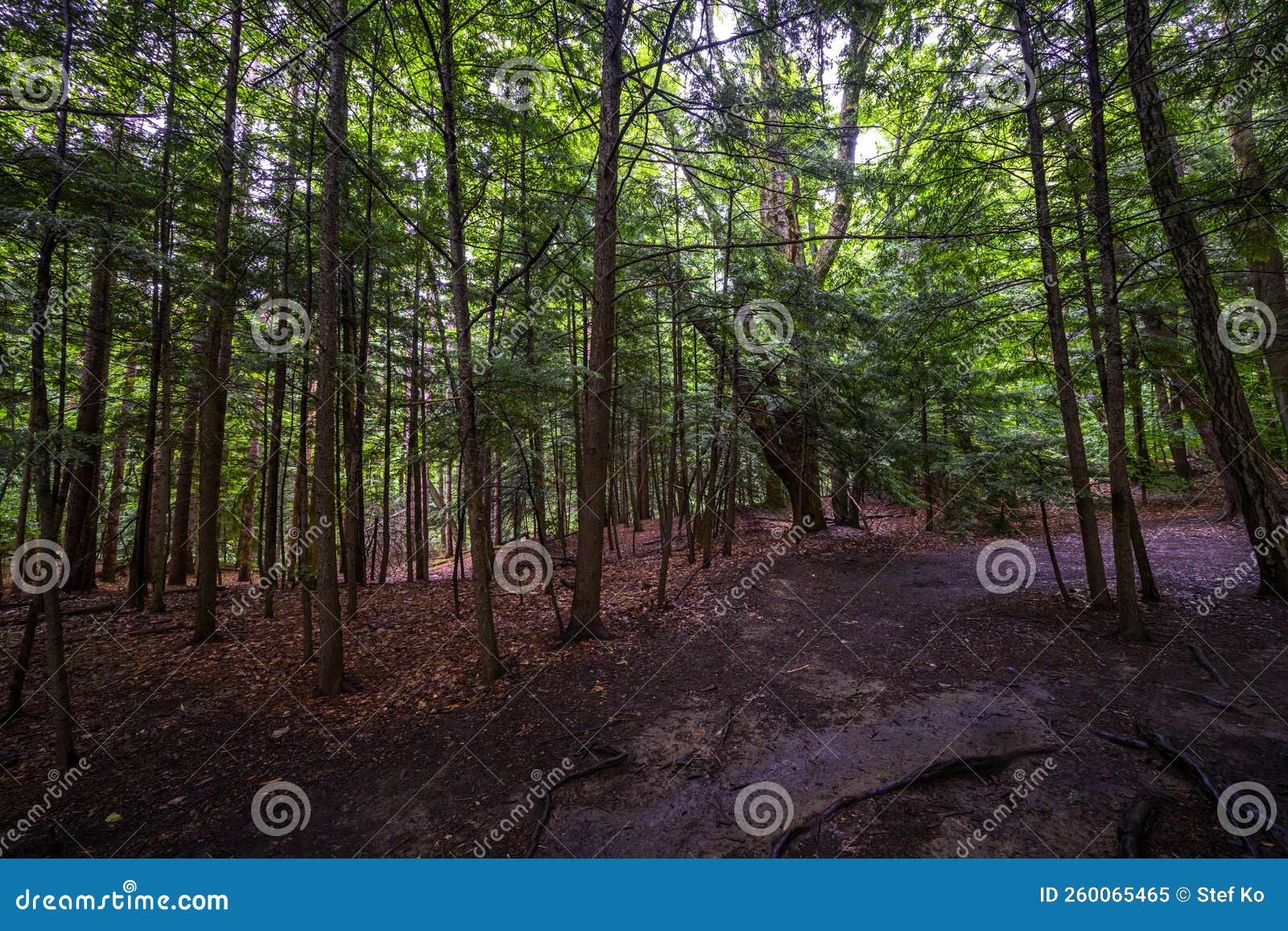 Chestnut Ridge Park Eternal Flame Falls Stock Image - Image of river ...