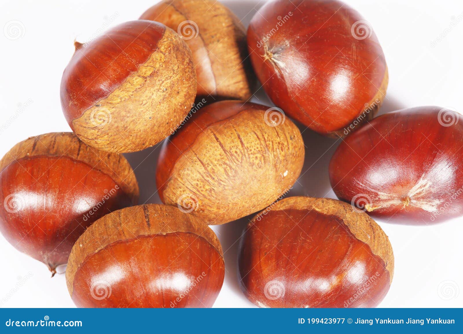 The Ripe Fruit of the Chestnut Stock Image - Image of fall, shell ...