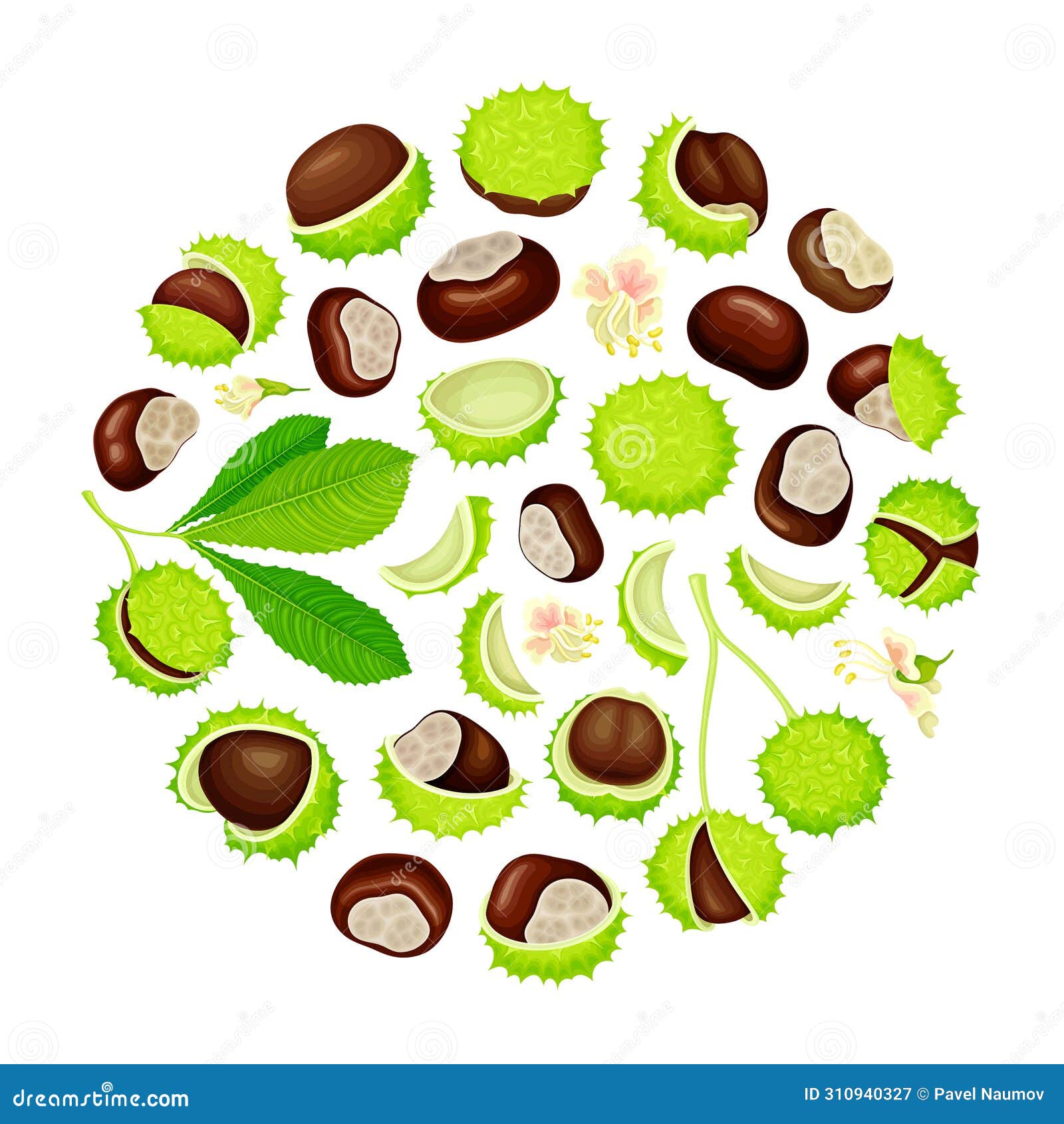 Chestnut Round Composition with Brown Kernel in Green Thorn Shell ...