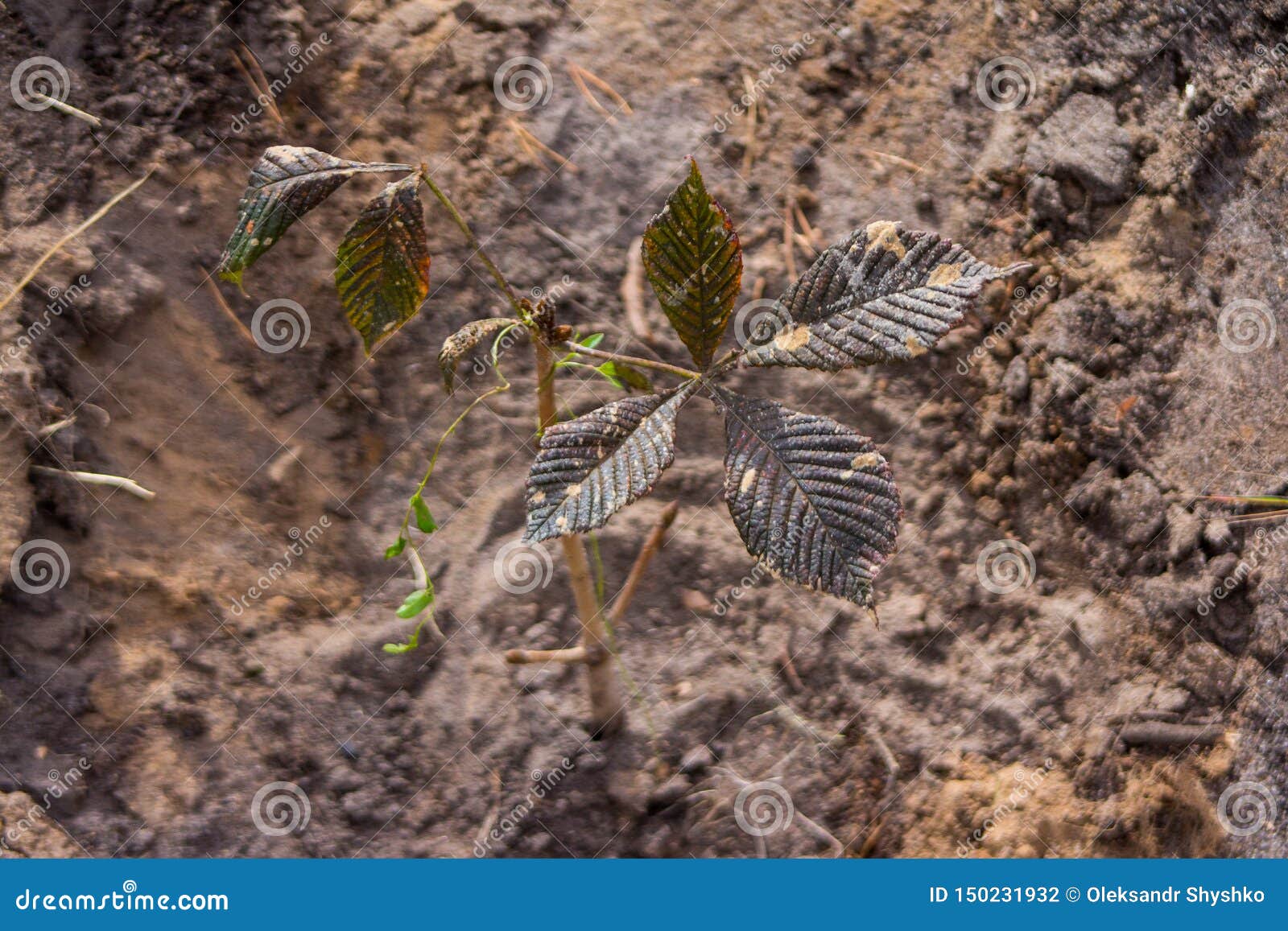 Chestnut Seedlings Planted in the Forest Stock Photo - Image of autumn ...