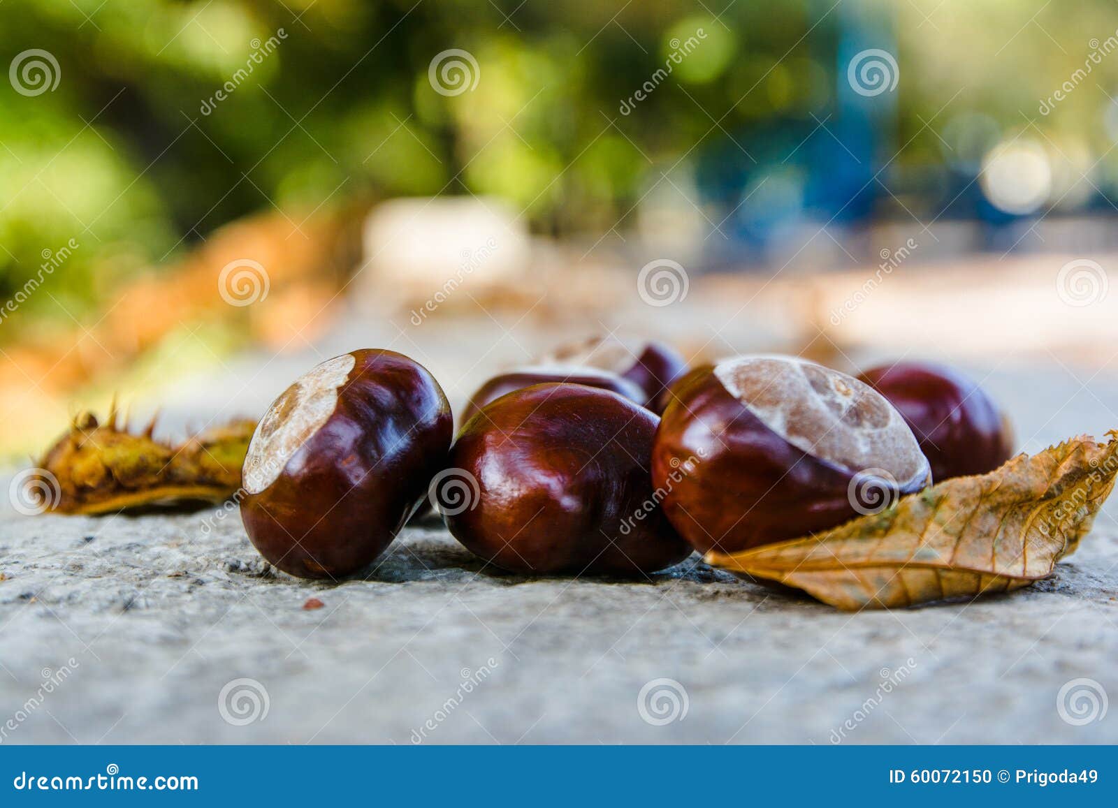 Chestnut seeds stock photo. Image of beginning, looks - 60072150