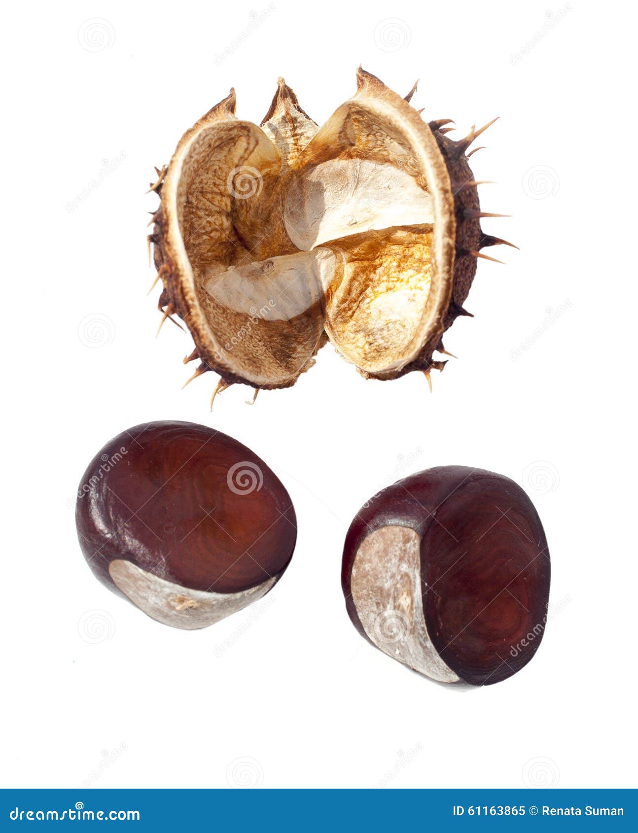 Chestnut seeds and shell stock image. Image of environment - 61163865
