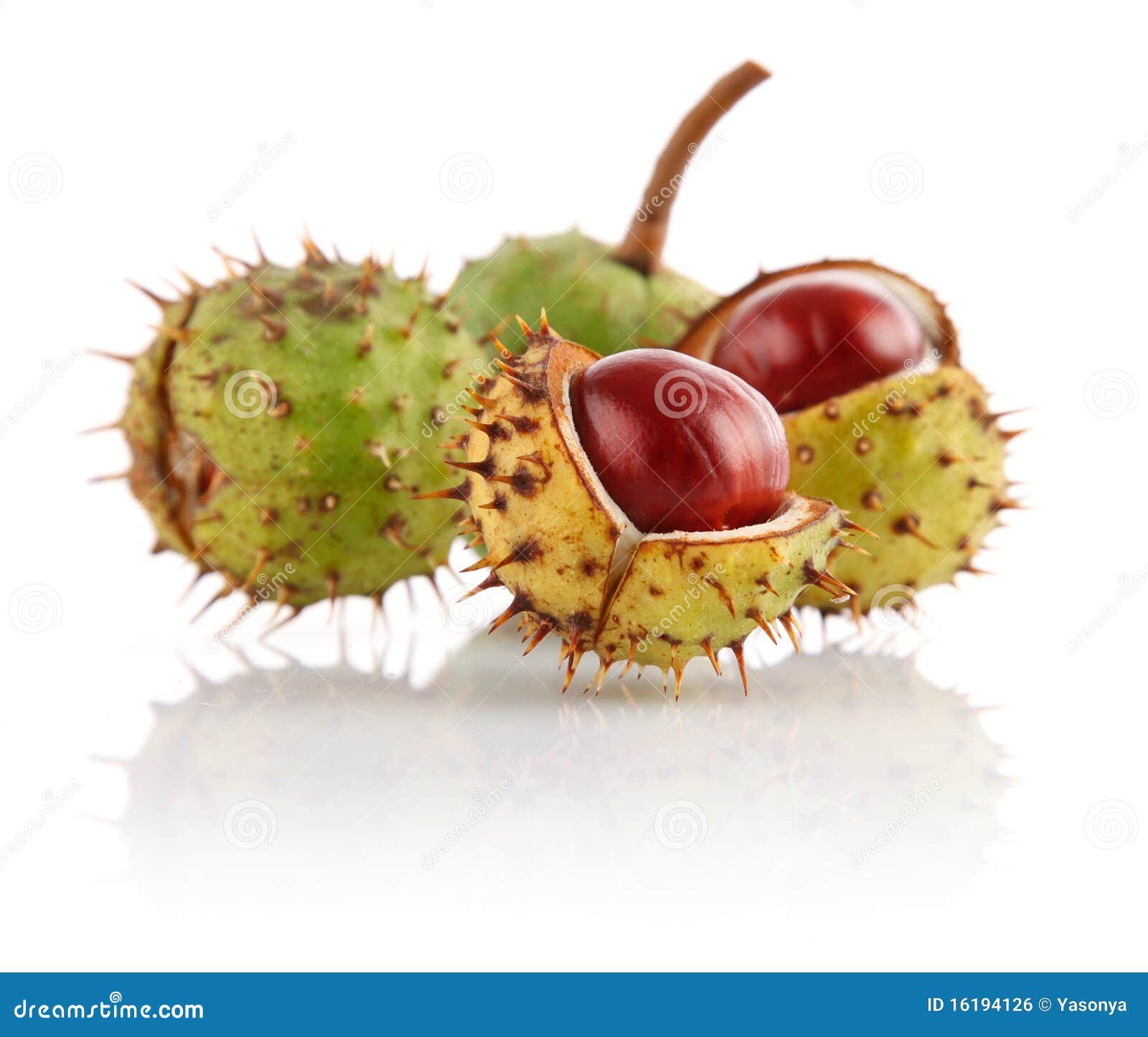 Chestnut in shell stock photo. Image of fruit, ripe, plant - 16194126