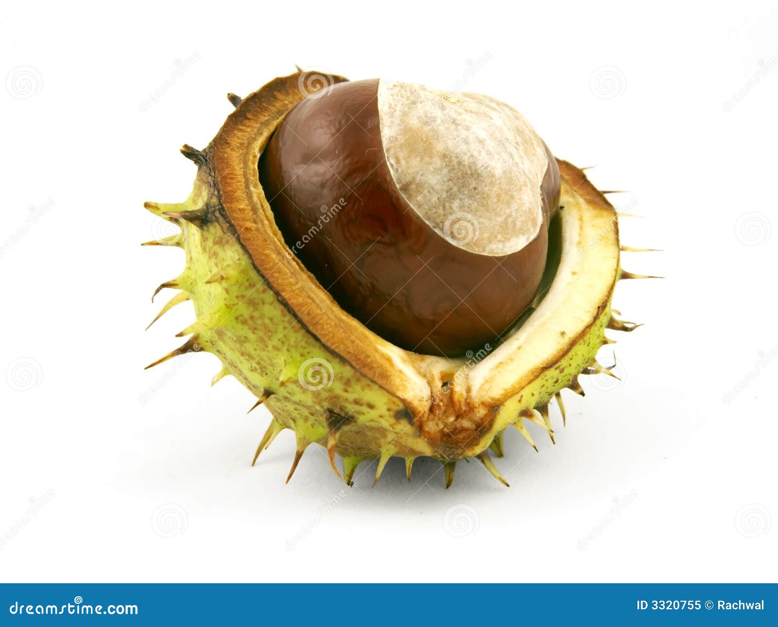 Chestnut In Shell Royalty Free Stock Photo - Image: 3320755