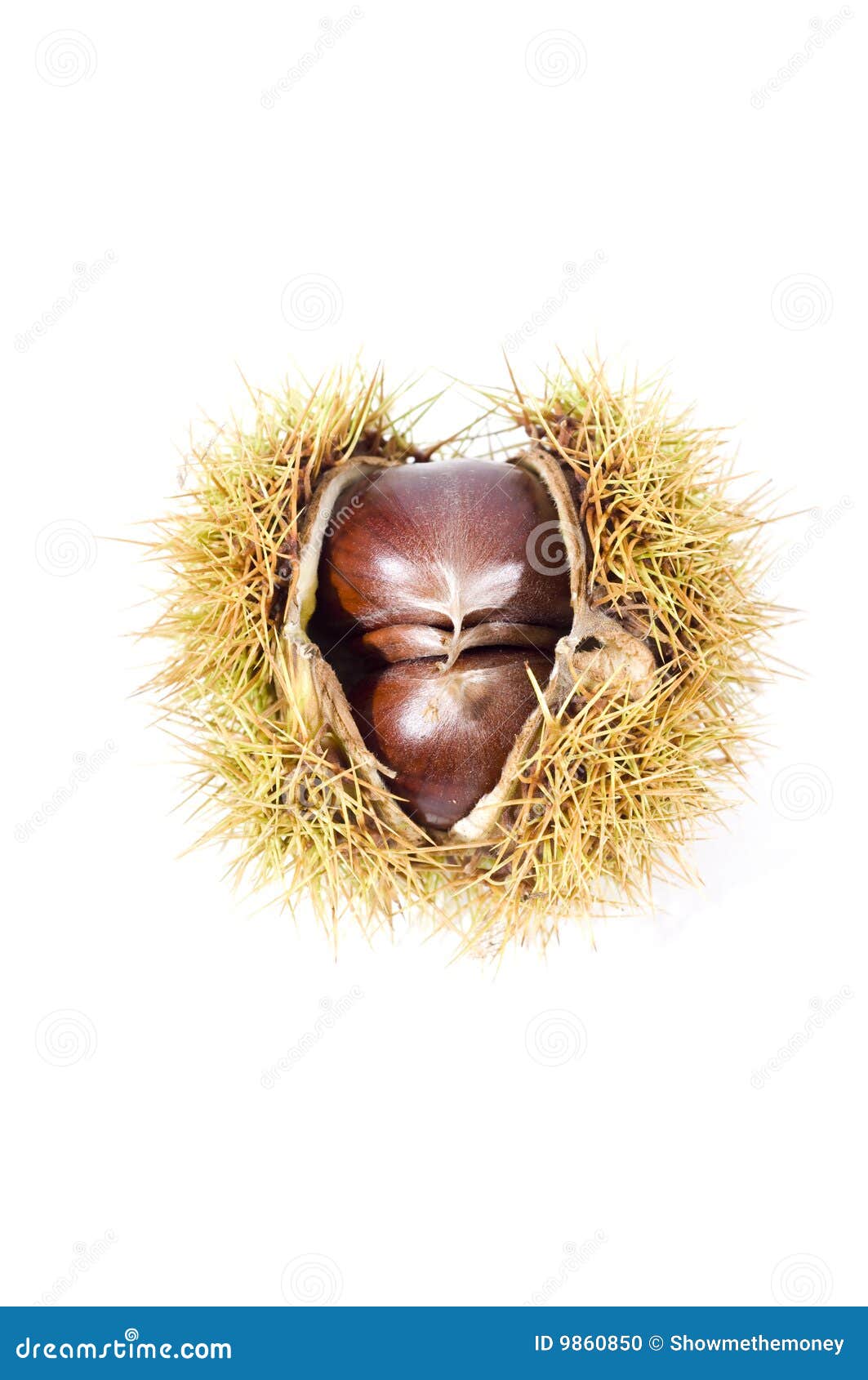 Chestnut in shell stock photo. Image of seasonal, chestnut - 9860850