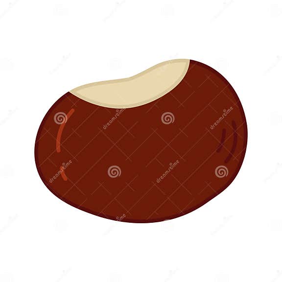 Chestnut without Shell, Autumn Design Element, Doodle Style Vector ...