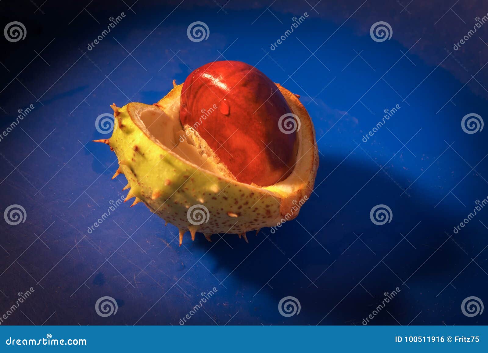 Chestnut in a Shell on a Blue Background Stock Photo - Image of ...