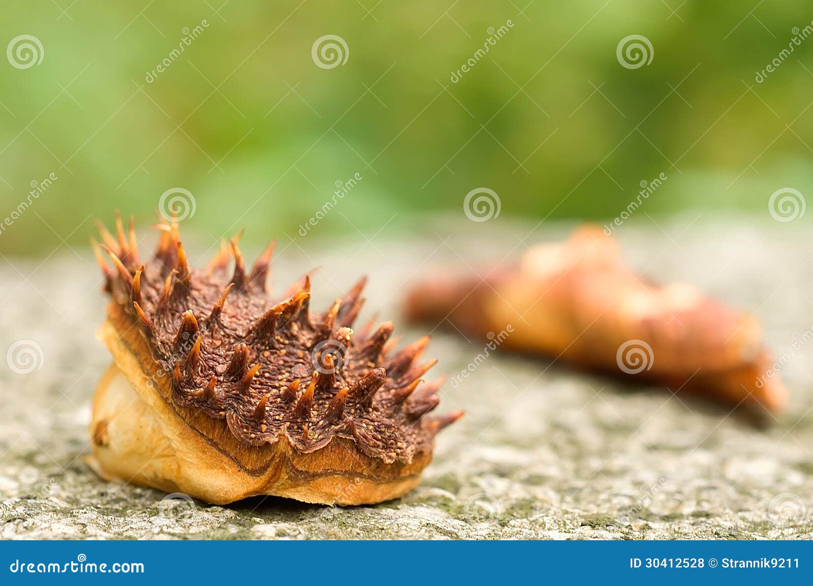 Chestnut shell. stock photo. Image of seed, hard, protection - 30412528