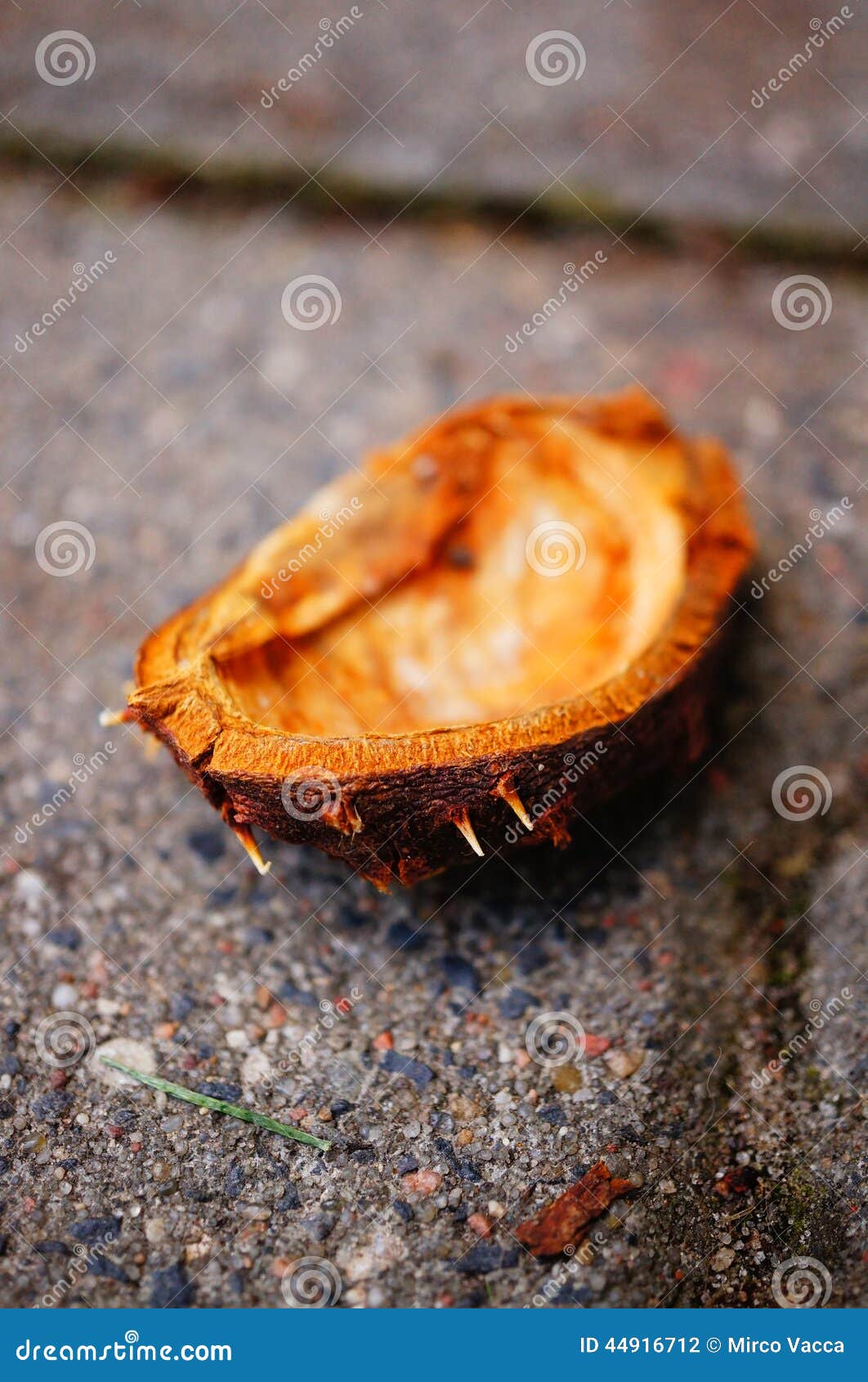 Chestnut shell stock photo. Image of nature, chestnut - 44916712