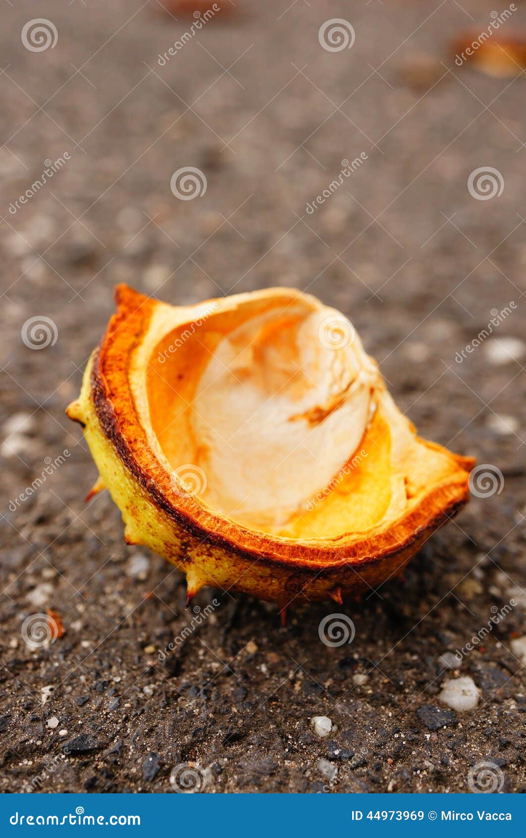 Chestnut shell stock image. Image of autumn, ground, nature - 44973969