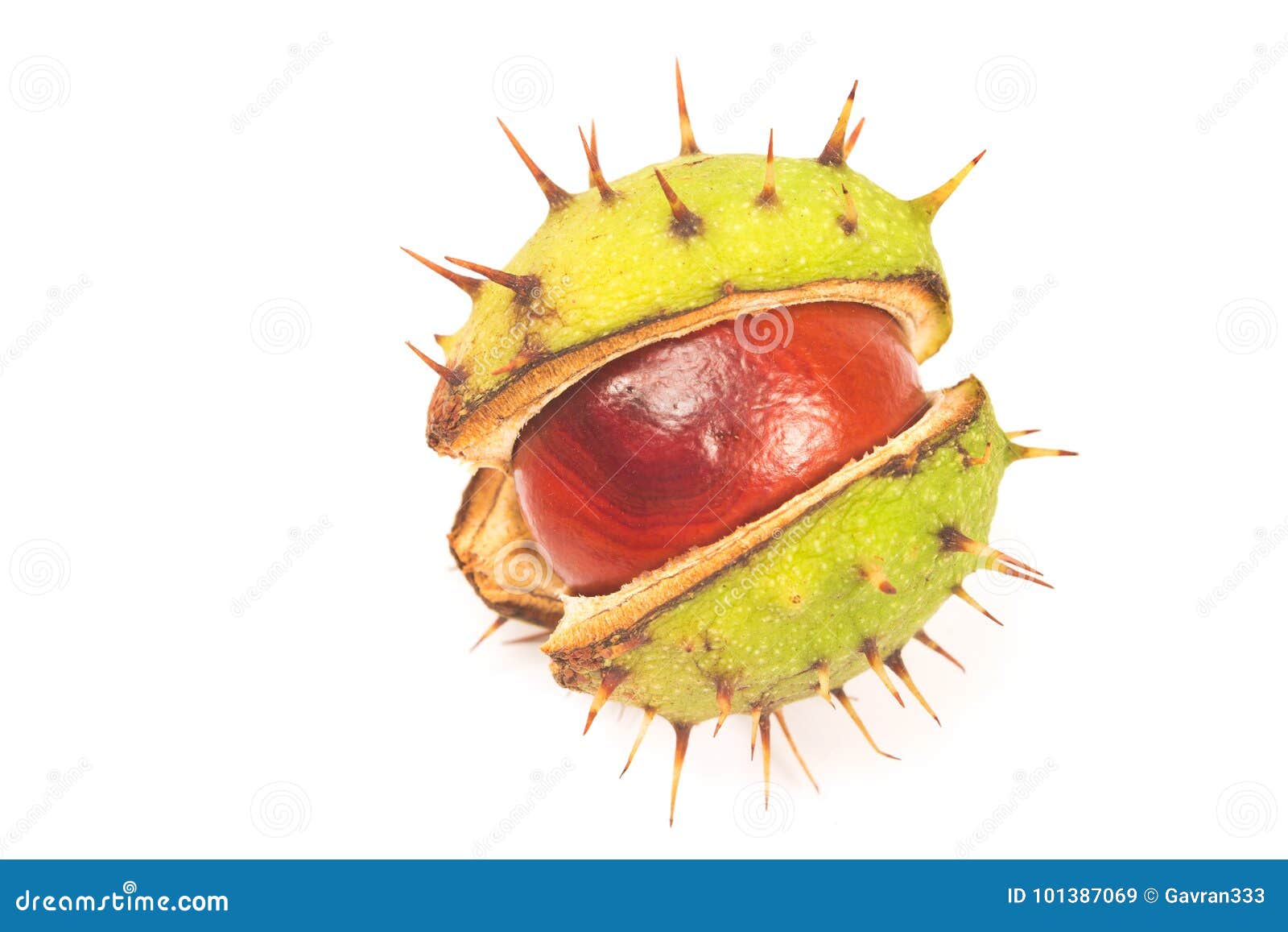 Chestnut in Shell Isolated on White Stock Image - Image of fruit ...
