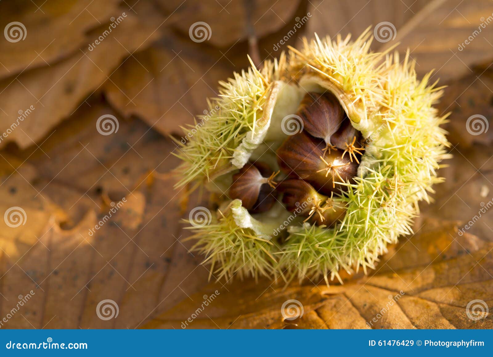 Chestnut shell on leaves stock image. Image of seasonal - 61476429