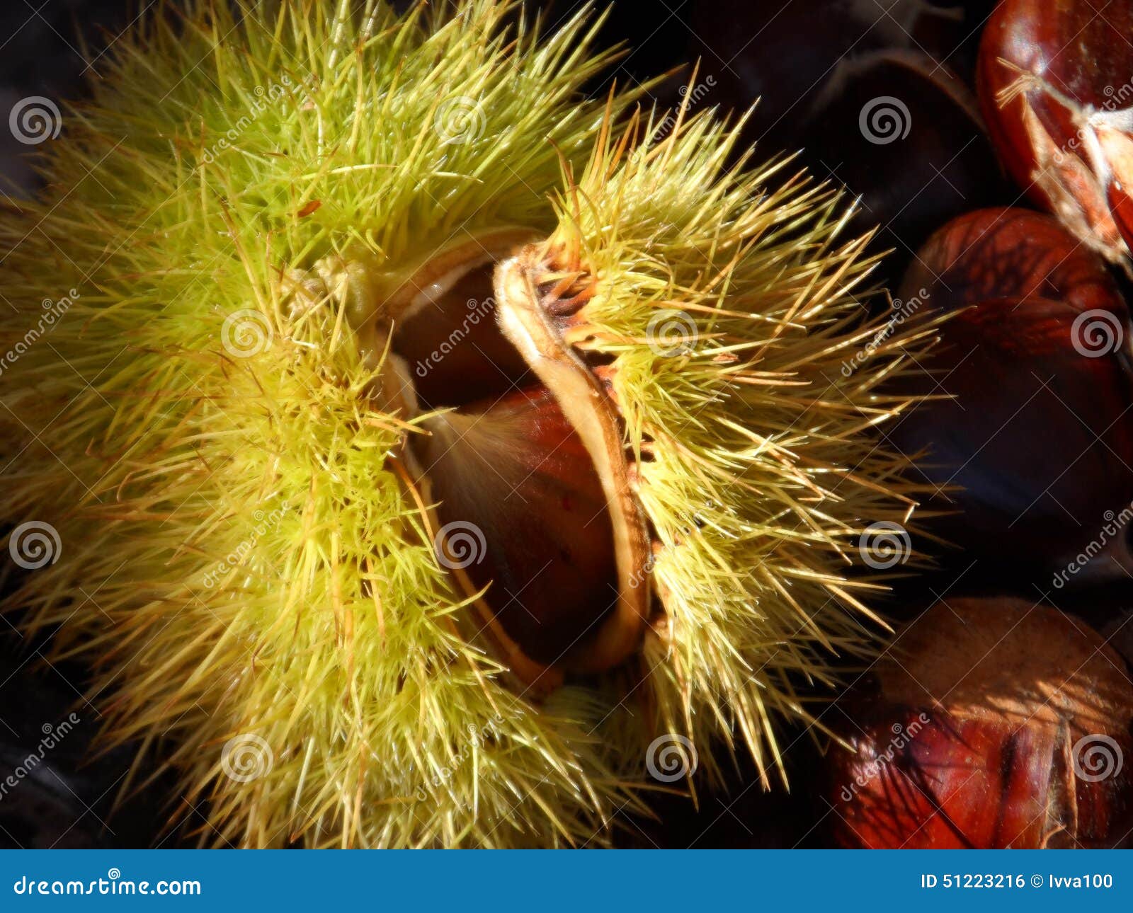 Chestnut in the shell. stock photo. Image of forest, chestnut - 51223216
