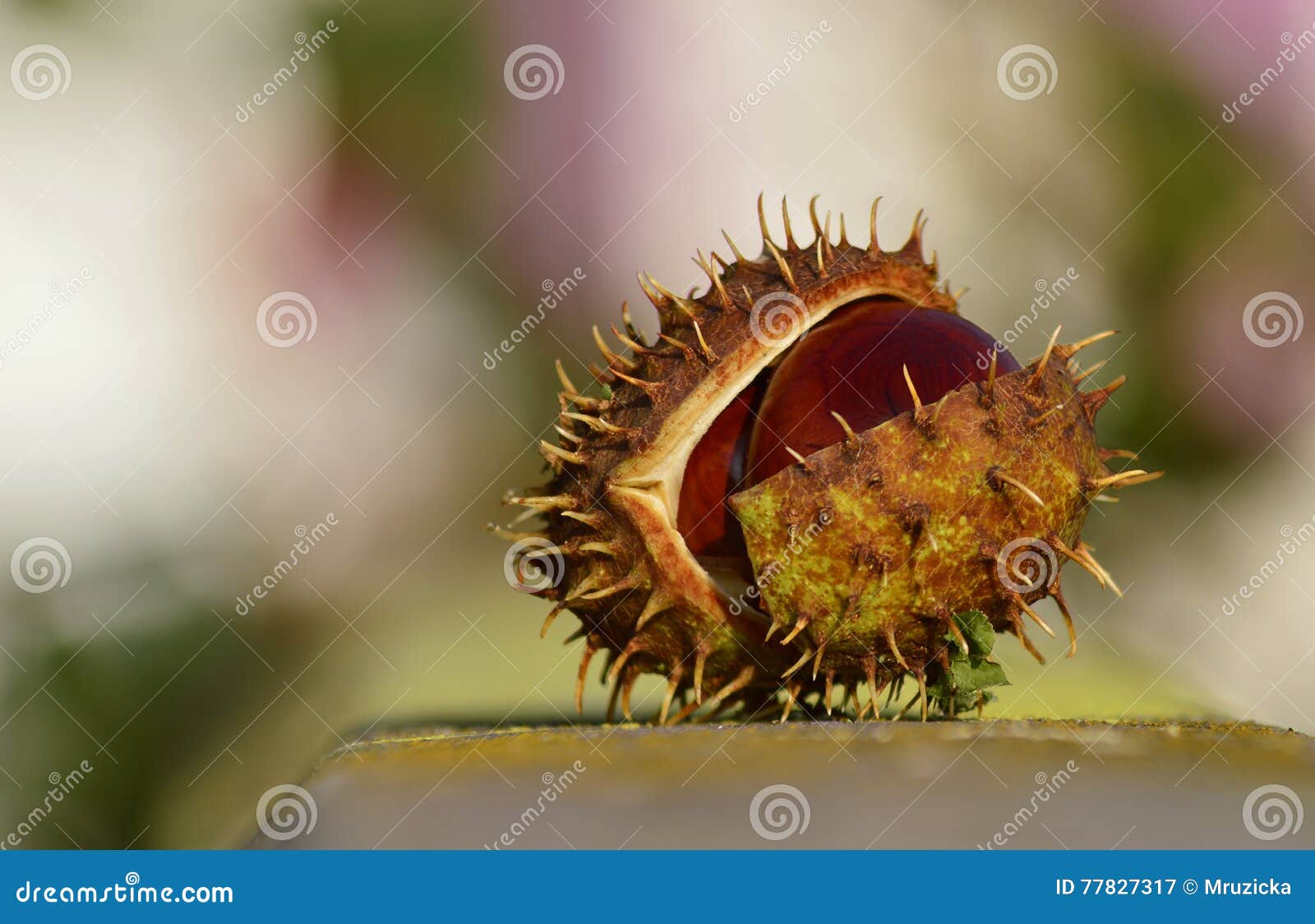 Chestnut in the shell stock image. Image of natural, prickle - 77827317
