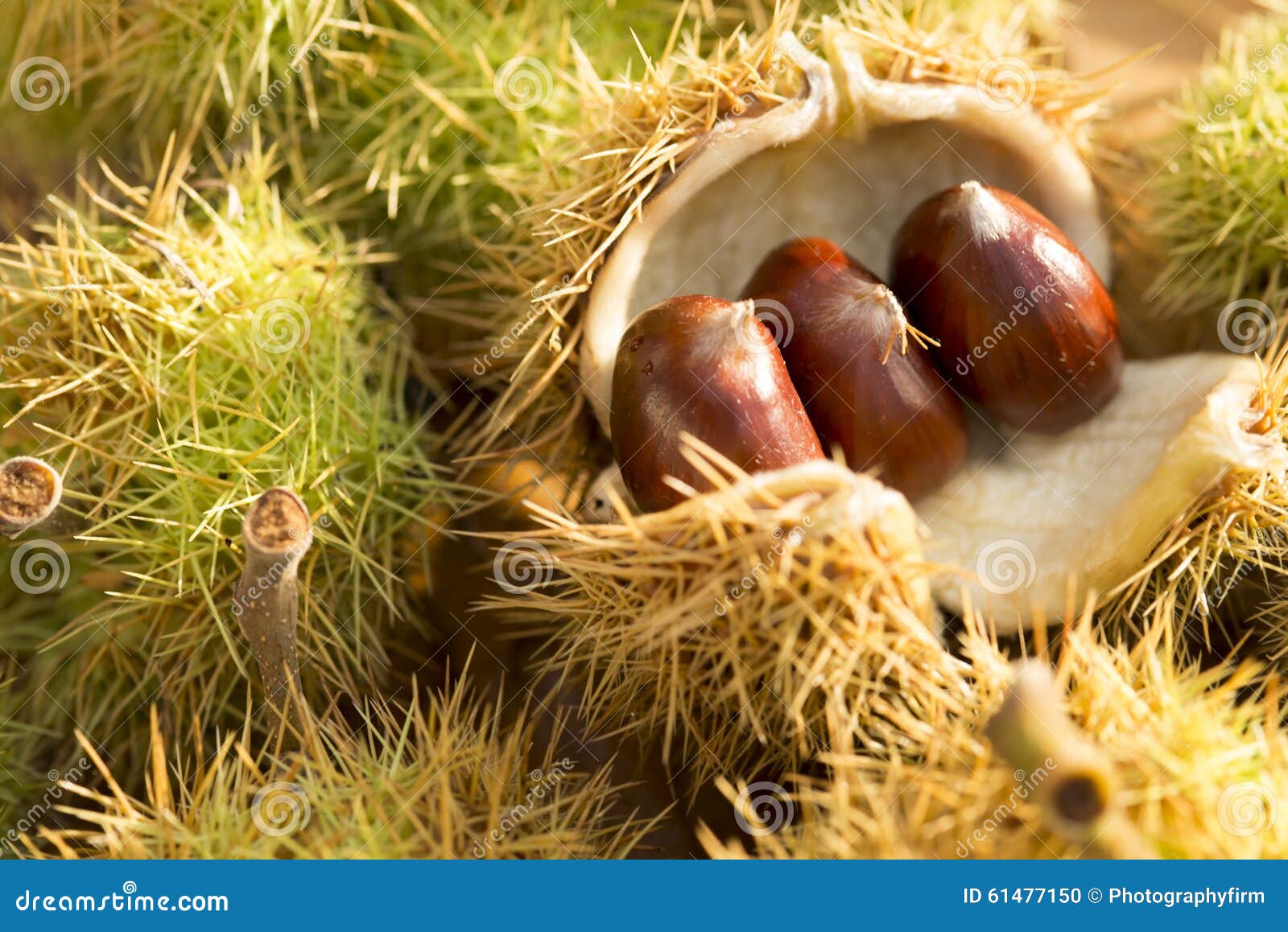Chestnut shells stock photo. Image of brown, warm, autumnal - 61477150