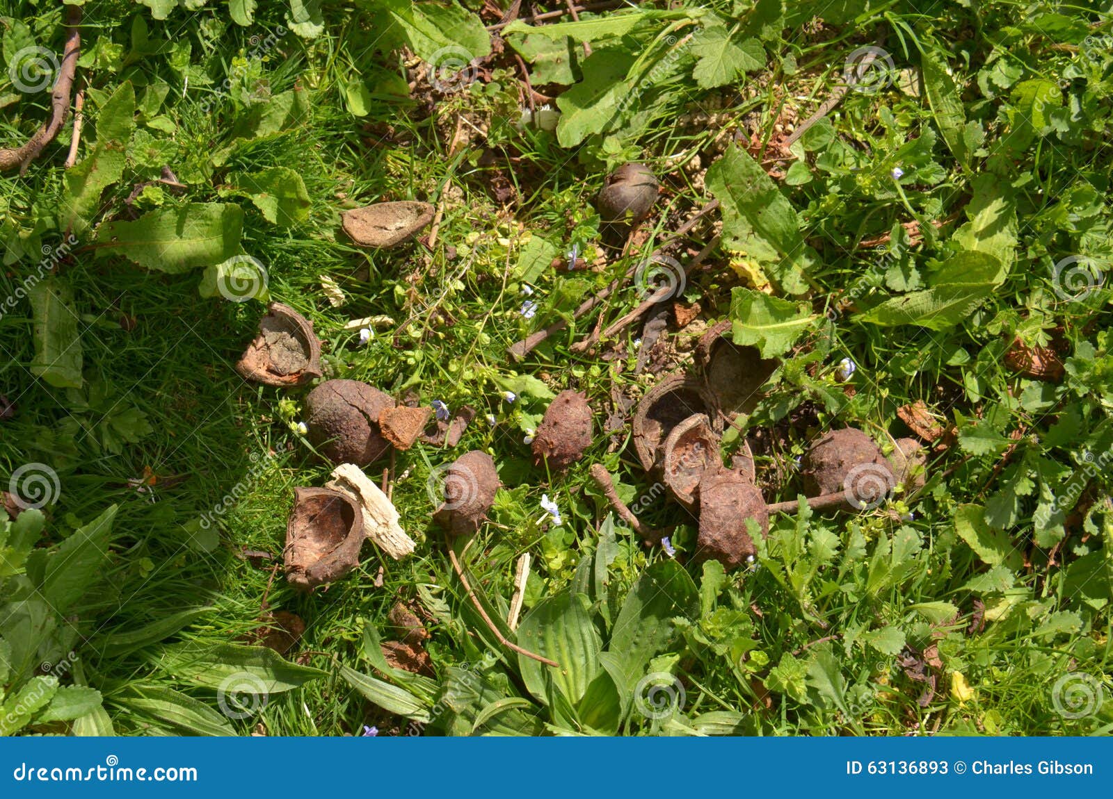 Chestnut shells stock image. Image of produce, nuts, outer - 63136893