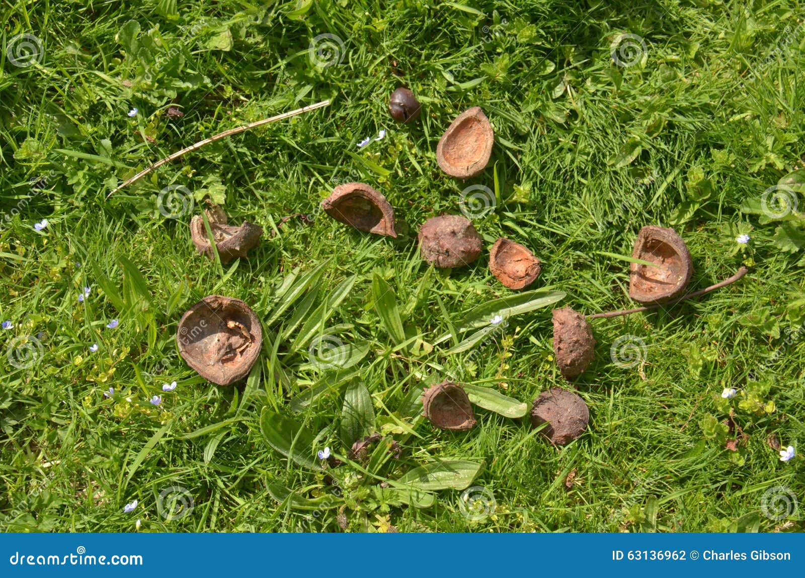 Chestnut shells stock photo. Image of nuts, southern - 63136962
