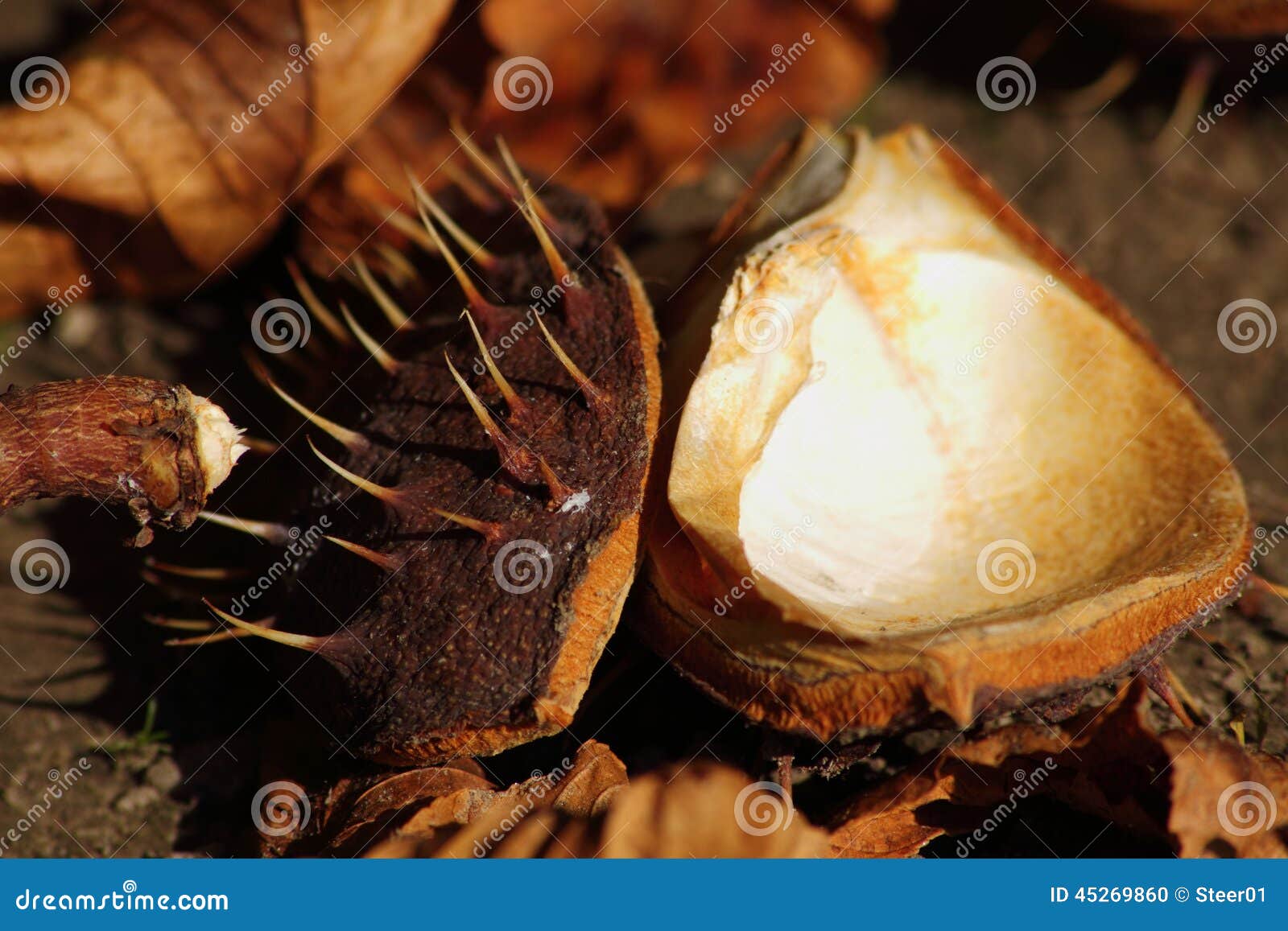 Chestnut shells stock photo. Image of shell, leaves, autumn - 45269860