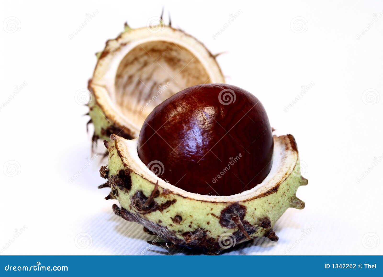 Chestnut single stock photo. Image of open, white, background - 1342262