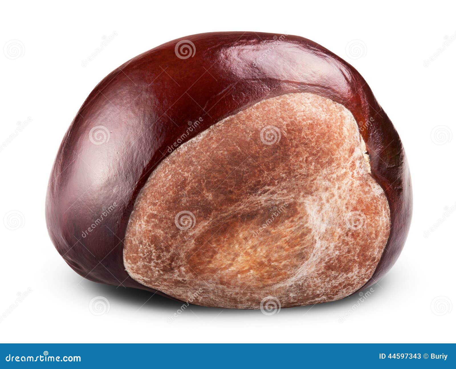 Chestnut stock image. Image of fresh, close, healthy - 44597343