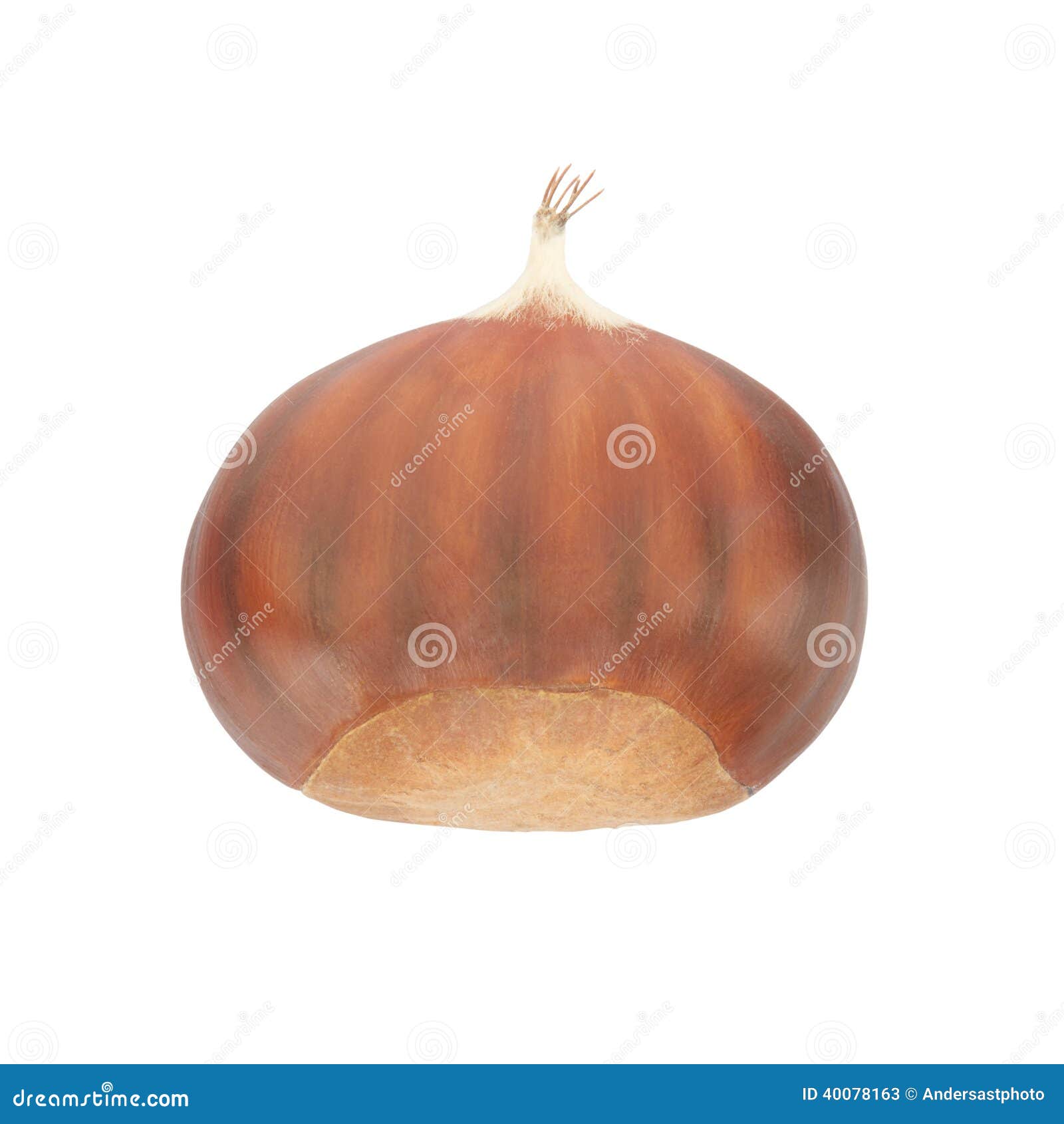 Chestnut single stock image. Image of nuts, chestnut - 40078163