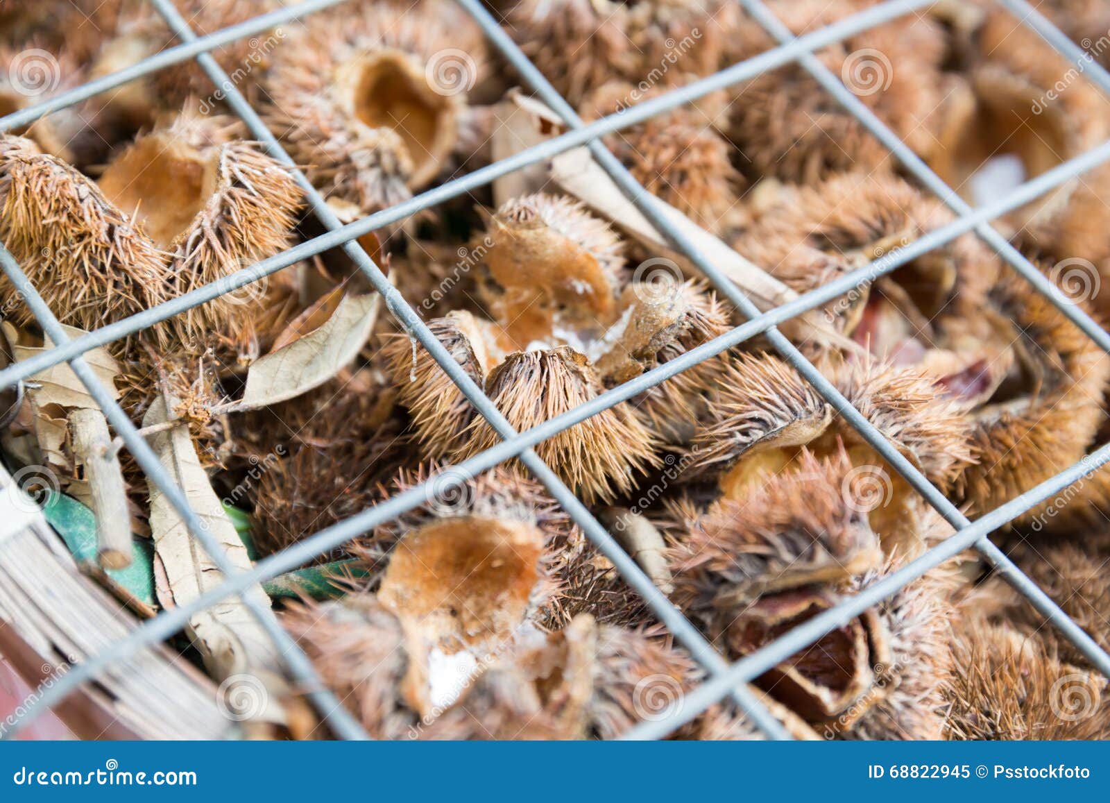 Chestnut skin stock image. Image of skin, shell, grille - 68822945