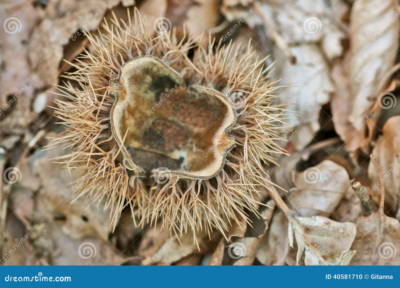 Chestnut stock photo. Image of seasonal, leaf, skin, green - 40581710