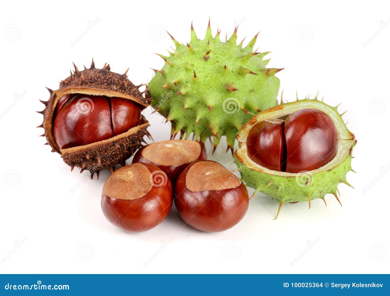 Chestnut in the Skin Isolated on White Background Closeup Stock Photo ...