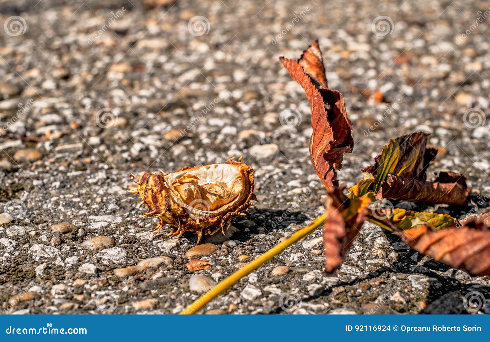 Spiky Outer Shell Stock Photos - Free & Royalty-Free Stock Photos from ...