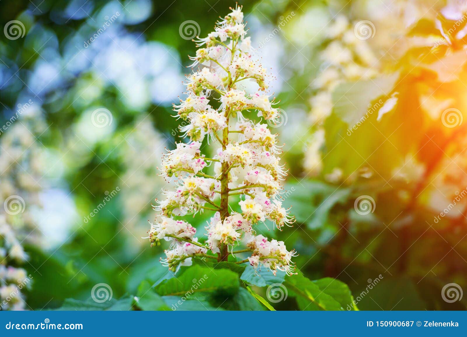 Chestnut at spring day stock image. Image of nature - 150900687