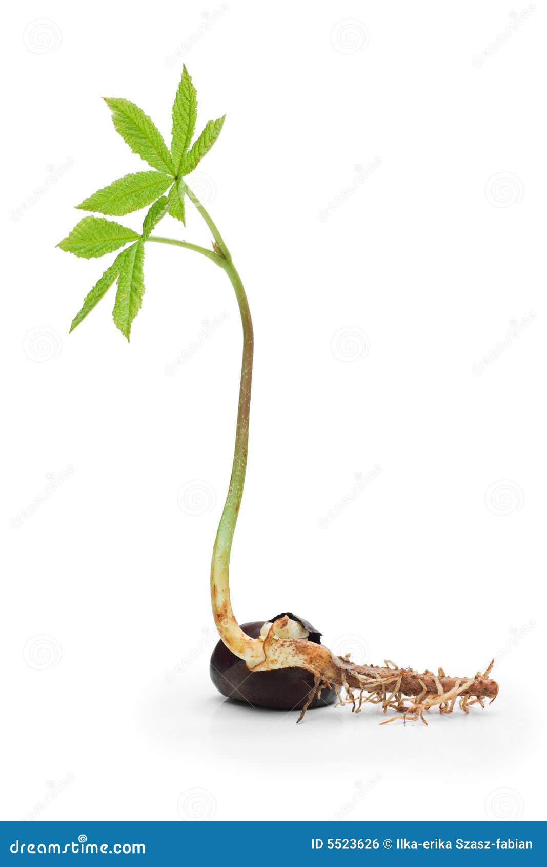 Chestnut sprout stock photo. Image of healthy, beginning - 5523626