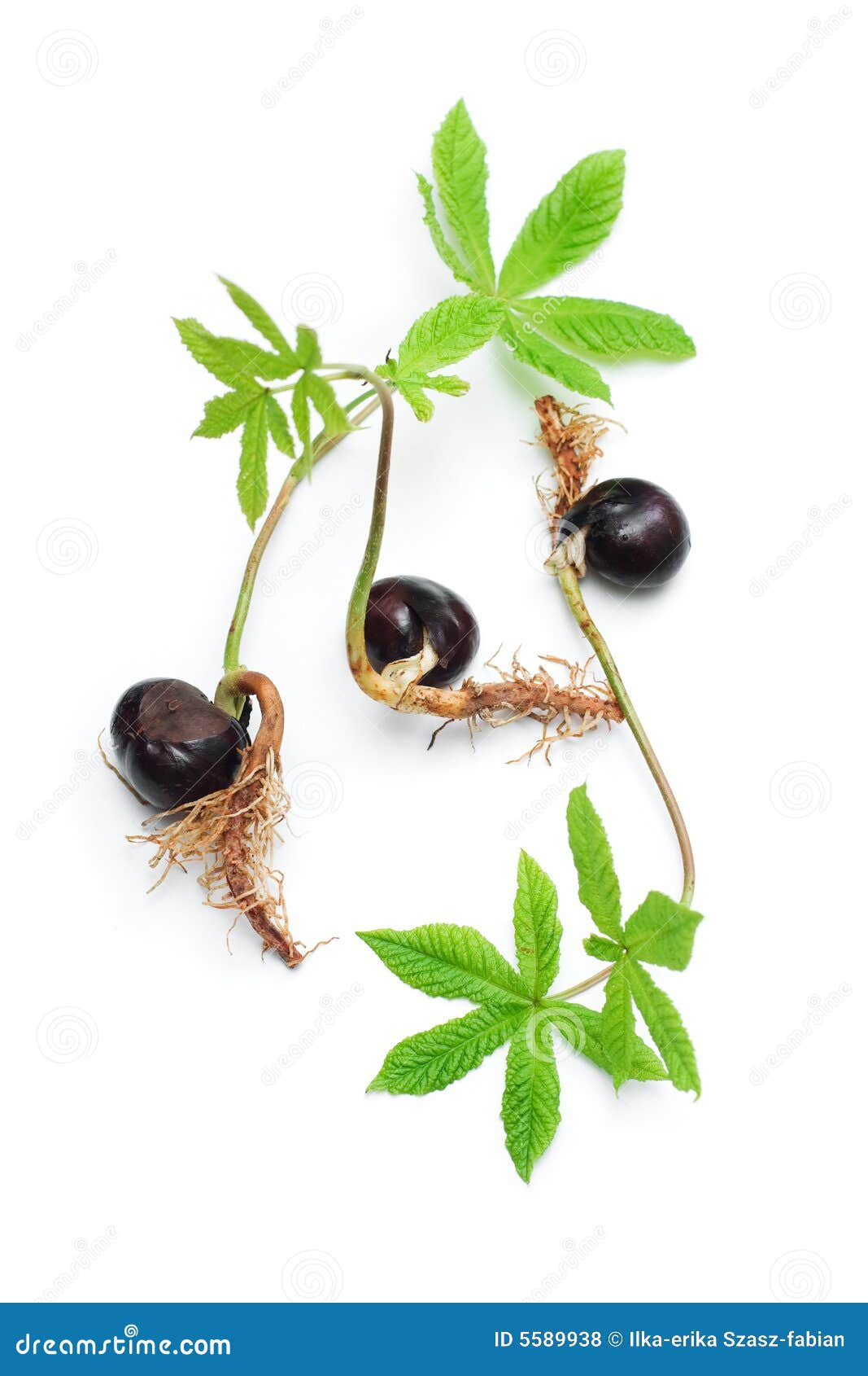 Chestnut sprout stock photo. Image of growing, healthy - 5589938