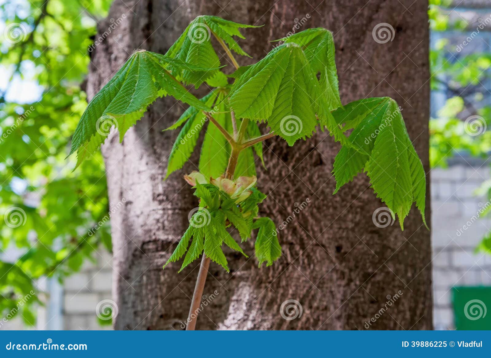 Chestnut sprout2 stock image. Image of harmony, detail - 39886225