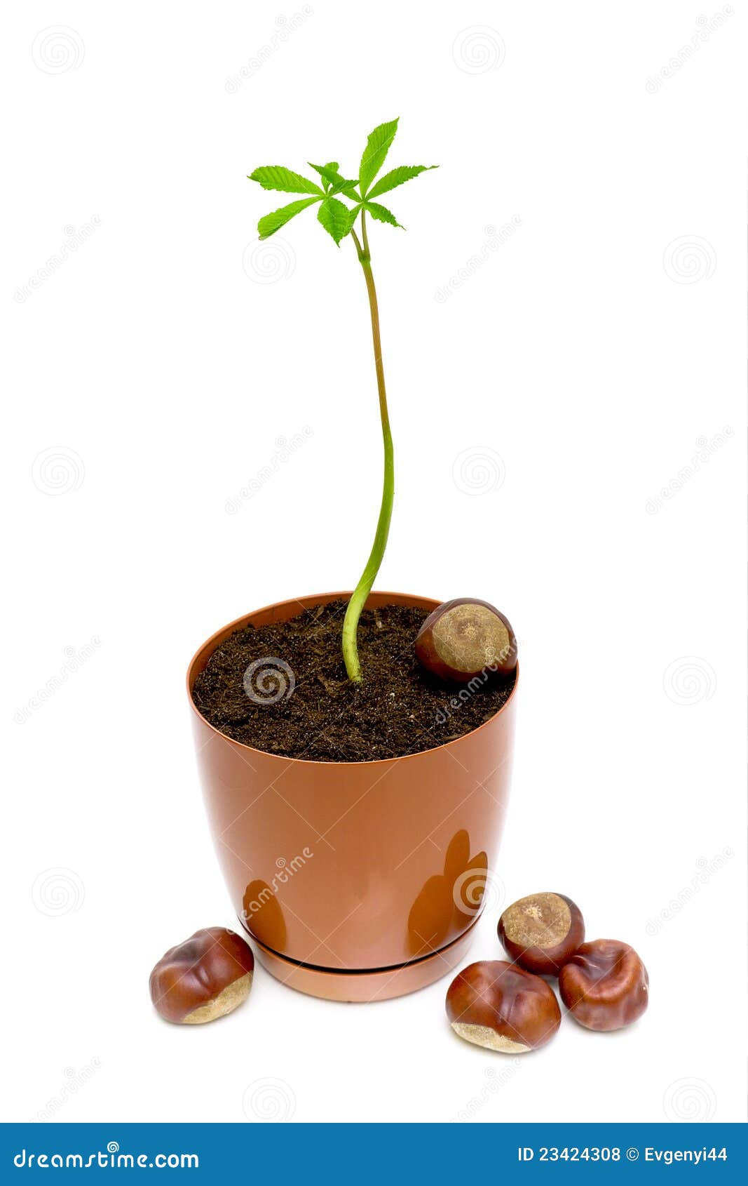 Chestnut Sprout On A White Background Stock Photo - Image of husk ...