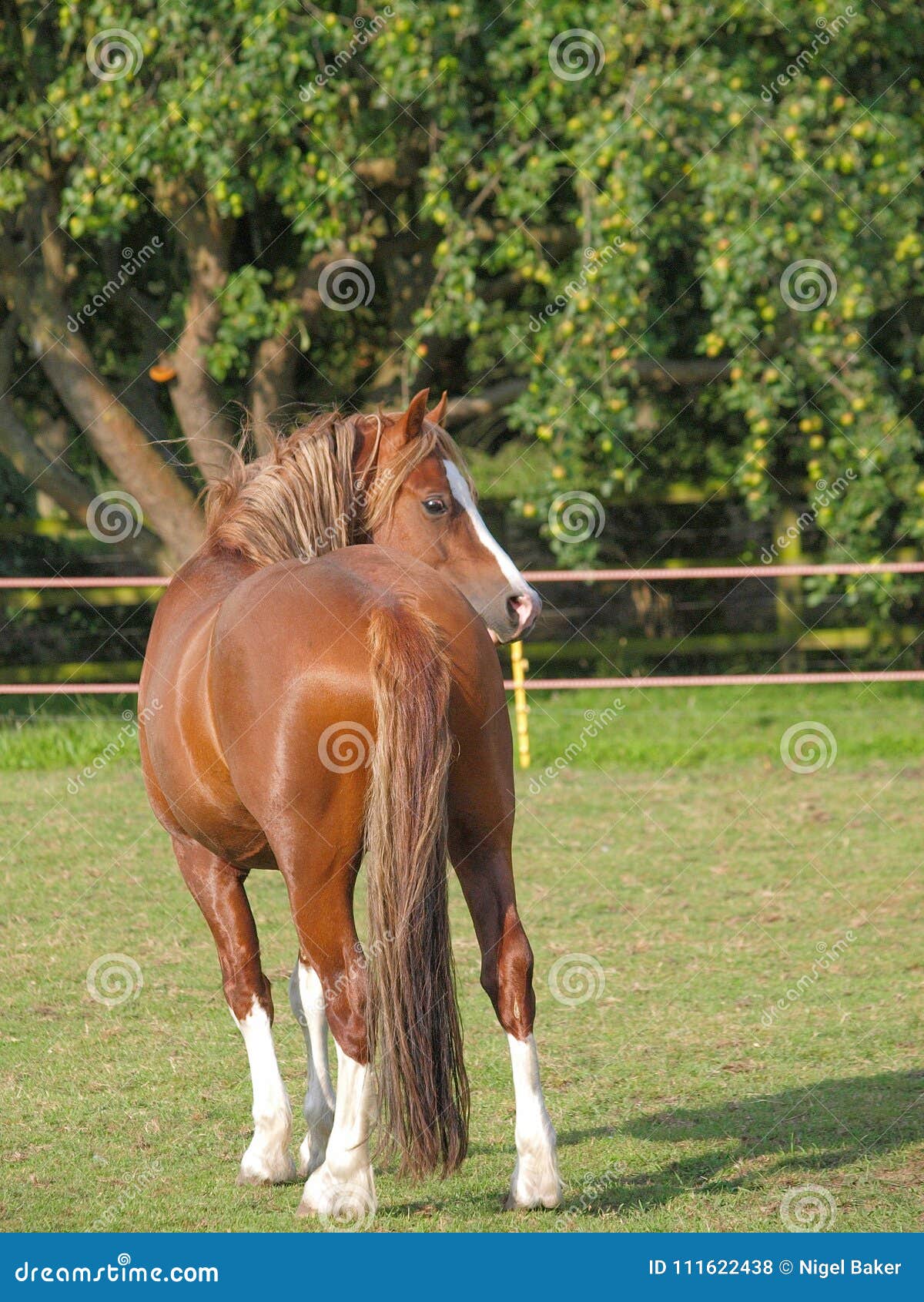 Chestnut Stallion stock photo. Image of pony, grass - 111622438