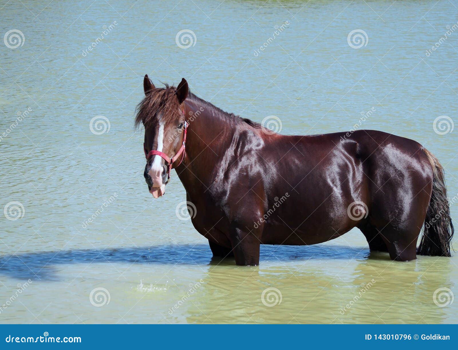 The Chestnut Stallion of Draft Breed in the Lake Stock Photo - Image of ...