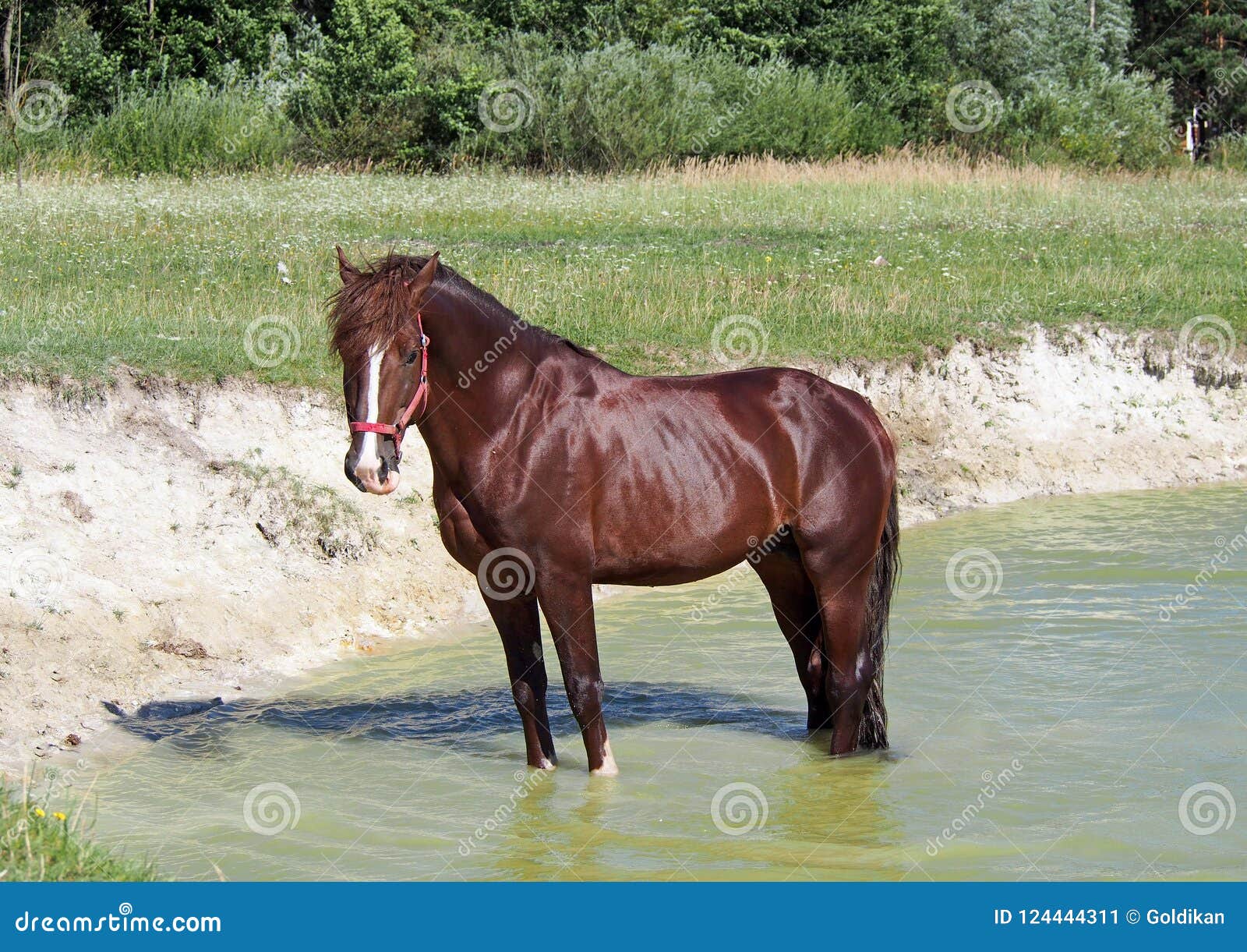 The Chestnut Stallion of Draft Breed Standing in the Lake Stock Image ...