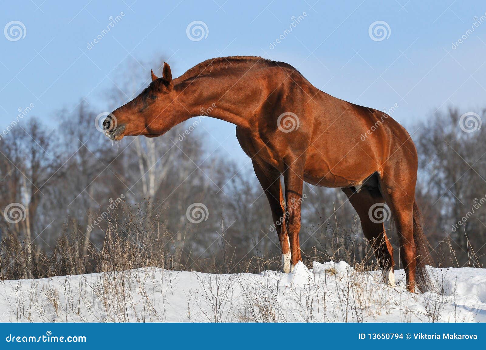 Chestnut Thoroughbred Stallion